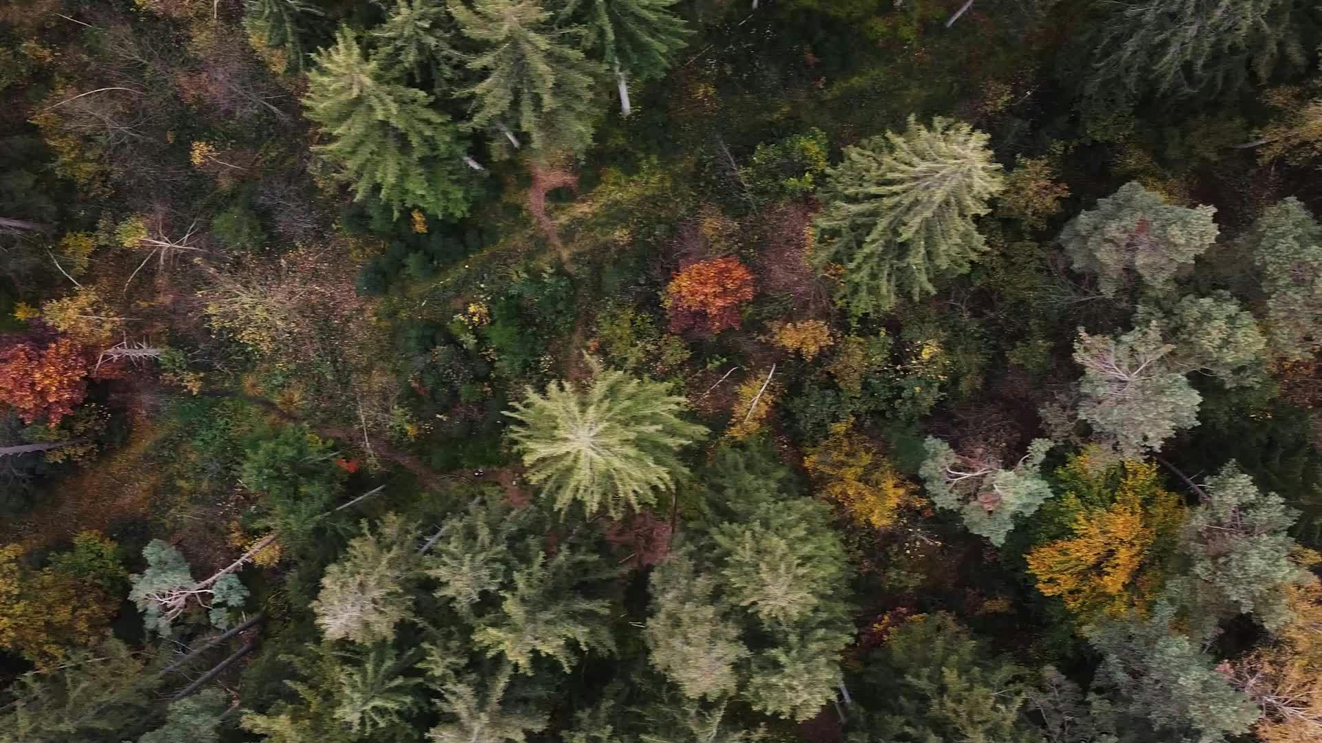 Bird's Eye View of Forest Trees Free Stock Video Footage, Royalty-Free ...