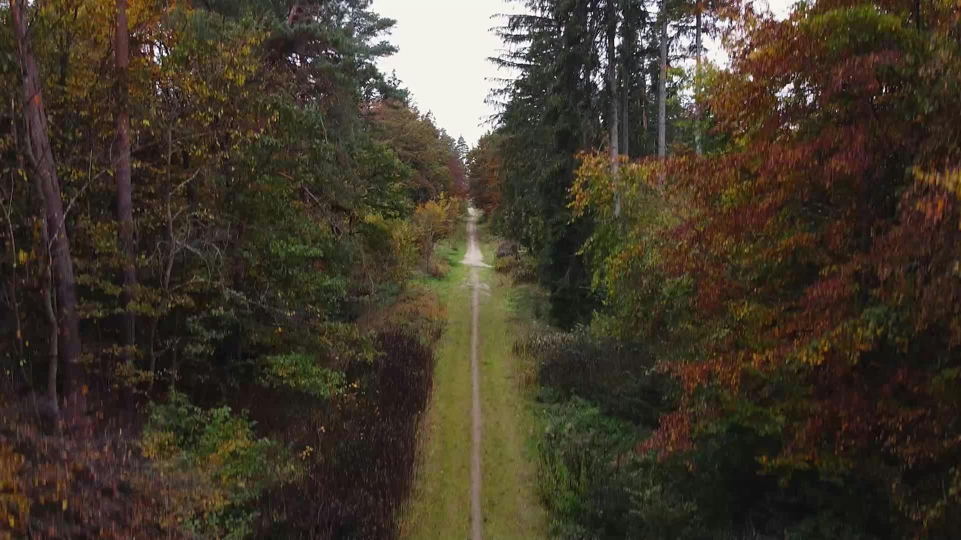 Aerial View of Autumn Forest Pathway Free Stock Video Footage, Royalty ...