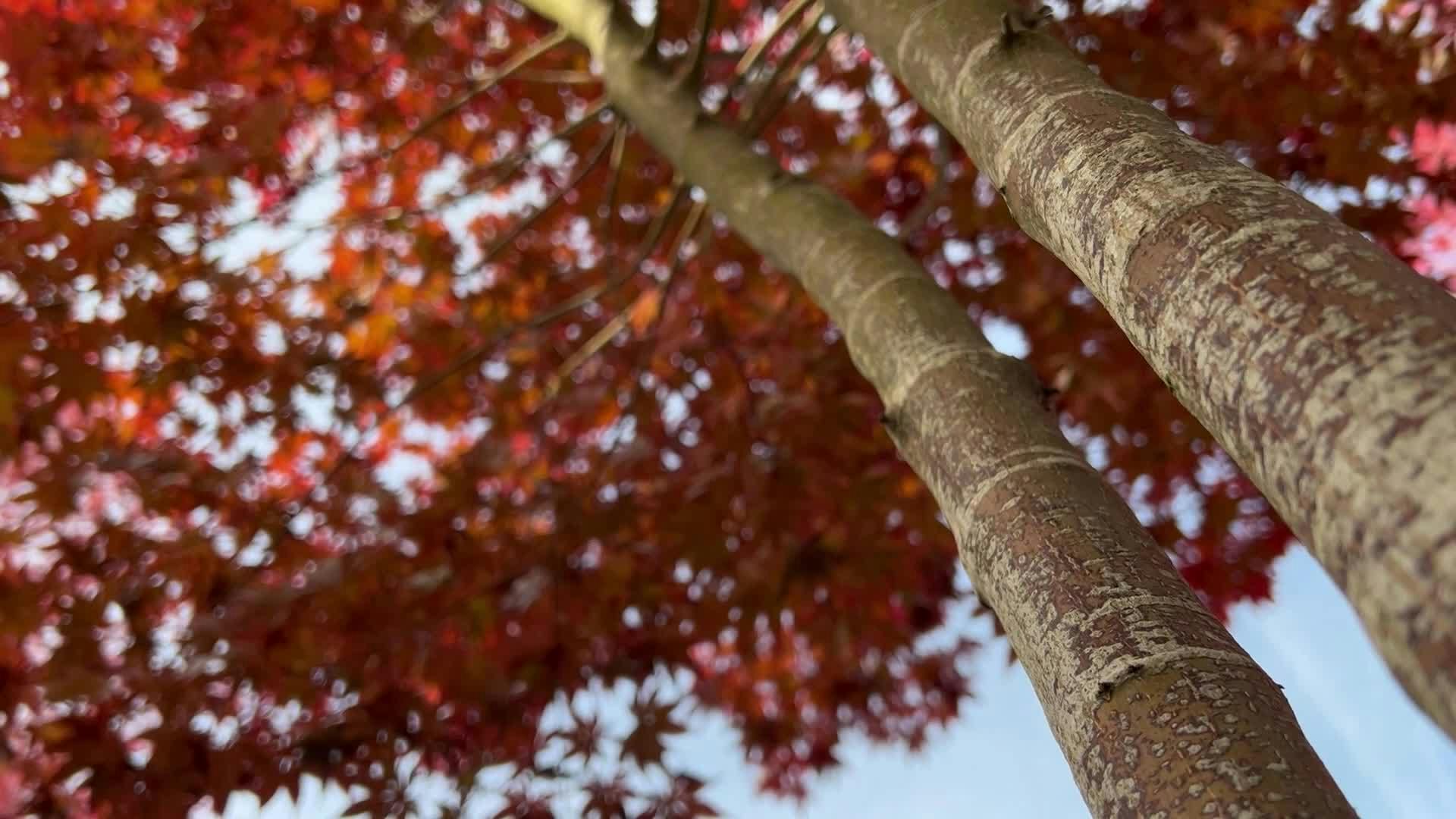 Enchanting Maple Tree Canopy in Autumn Free Stock Video Footage ...