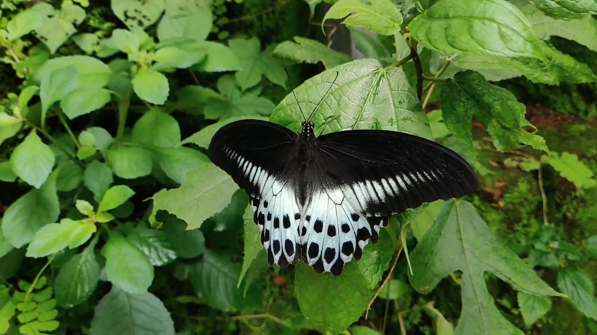 A Big Butterfly Flew From A Leaf · Free Stock Video