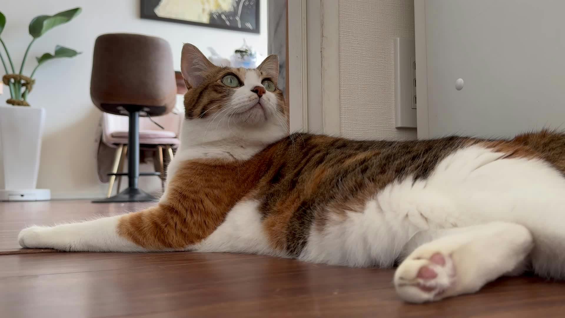 Cat Loaf Videos, Download The BEST Free 4k Stock Video Footage & Cat ...