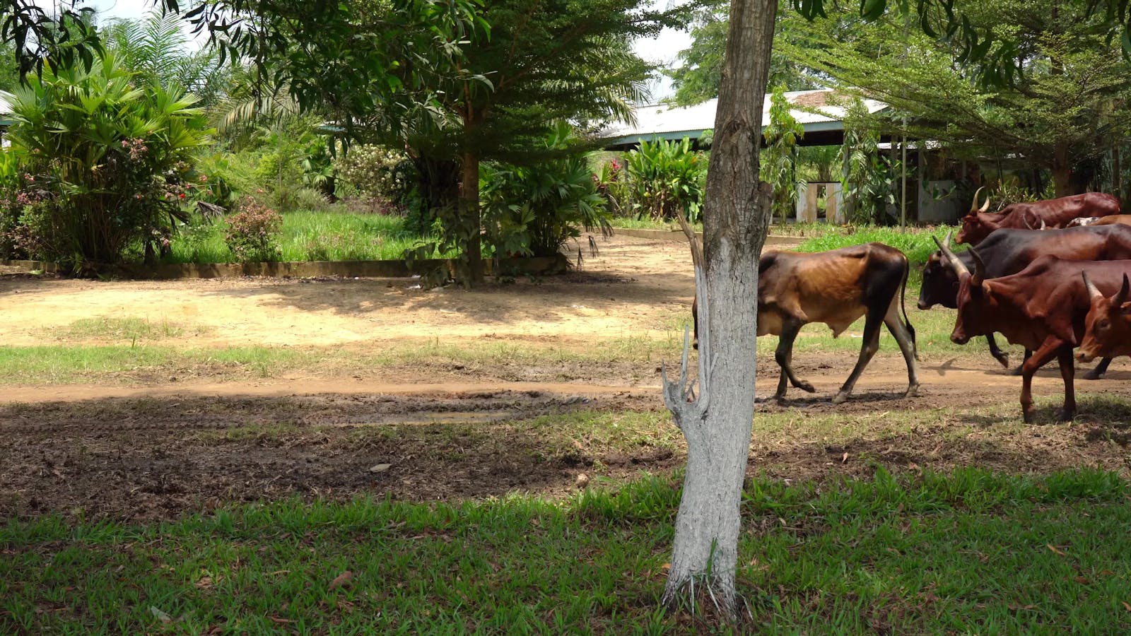 Congo Videos, Download The BEST Free 4k Stock Video Footage & Congo HD ...