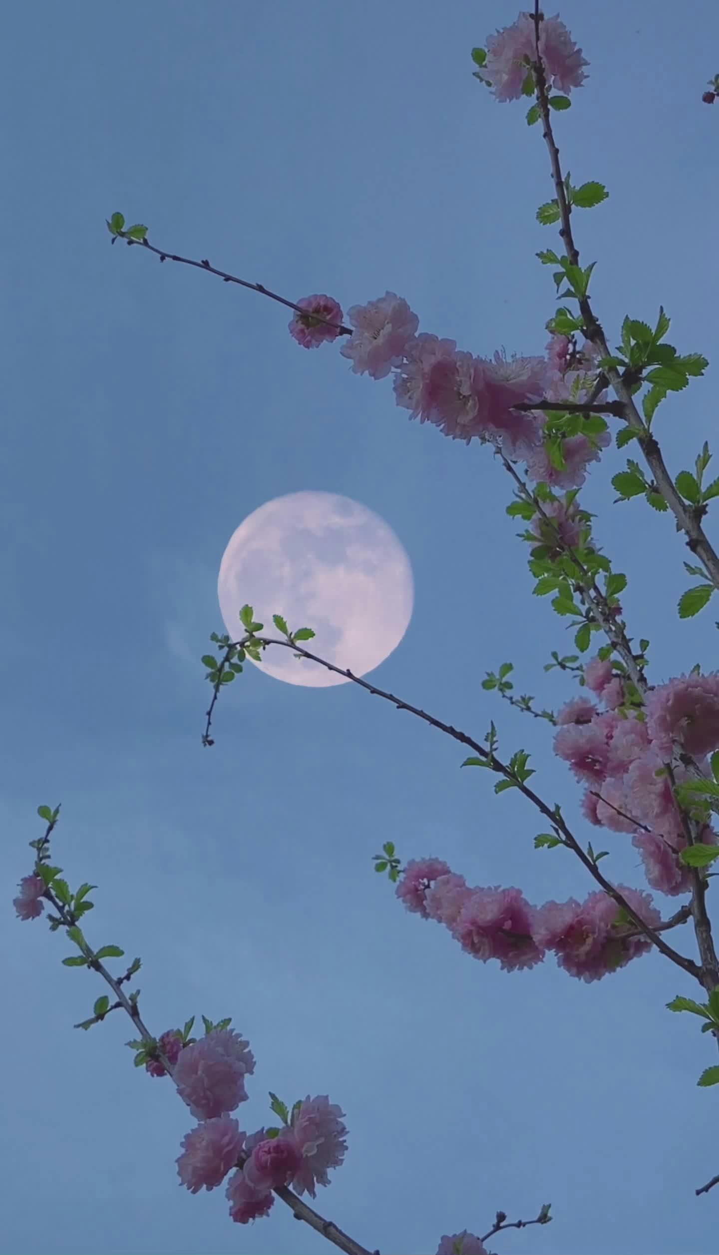 Japanese Moon Videos, Download The BEST Free 4k Stock Video Footage ...
