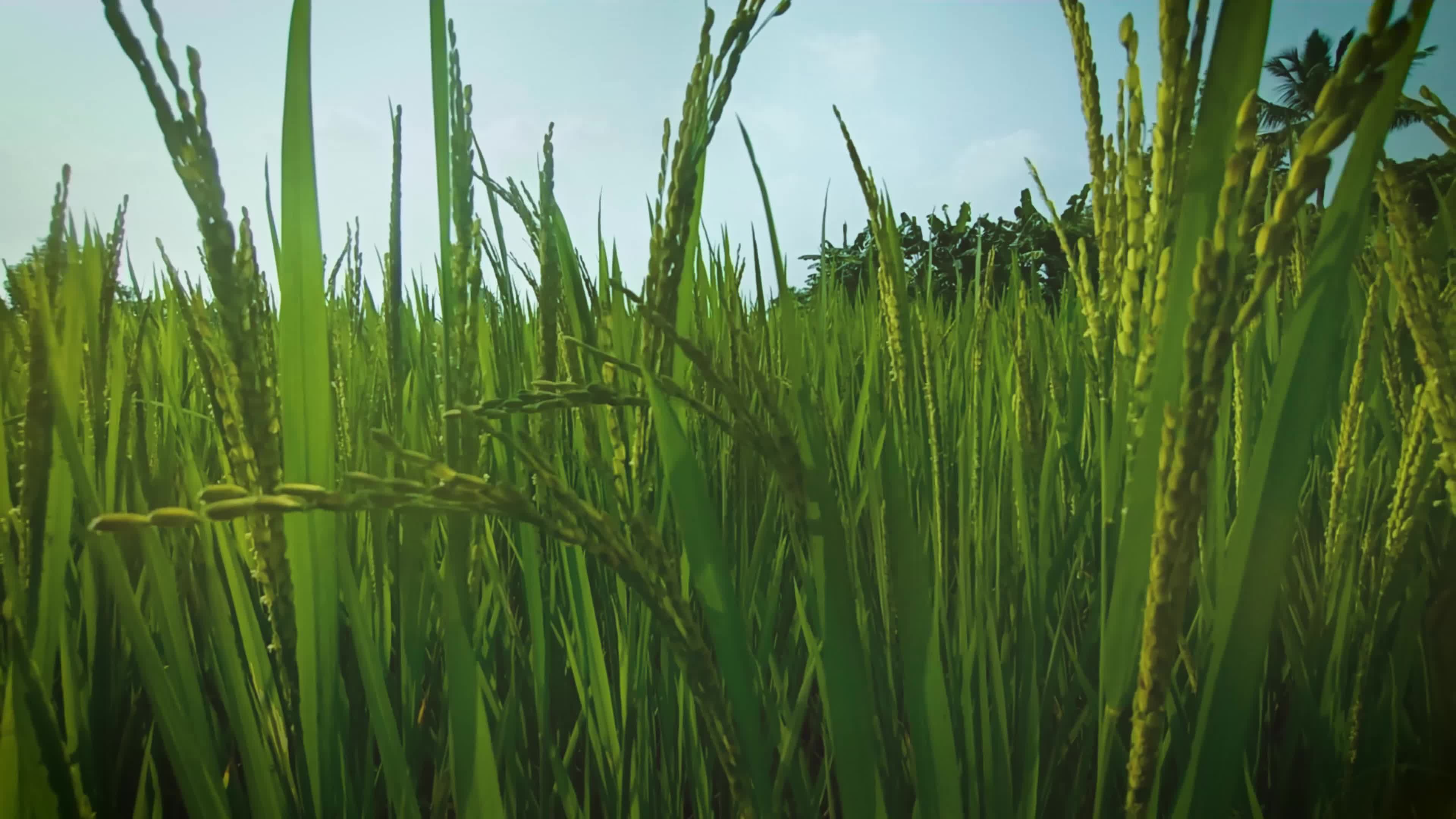 Lush Green Paddy Field Under Clear Sky Free Stock Video Footage ...