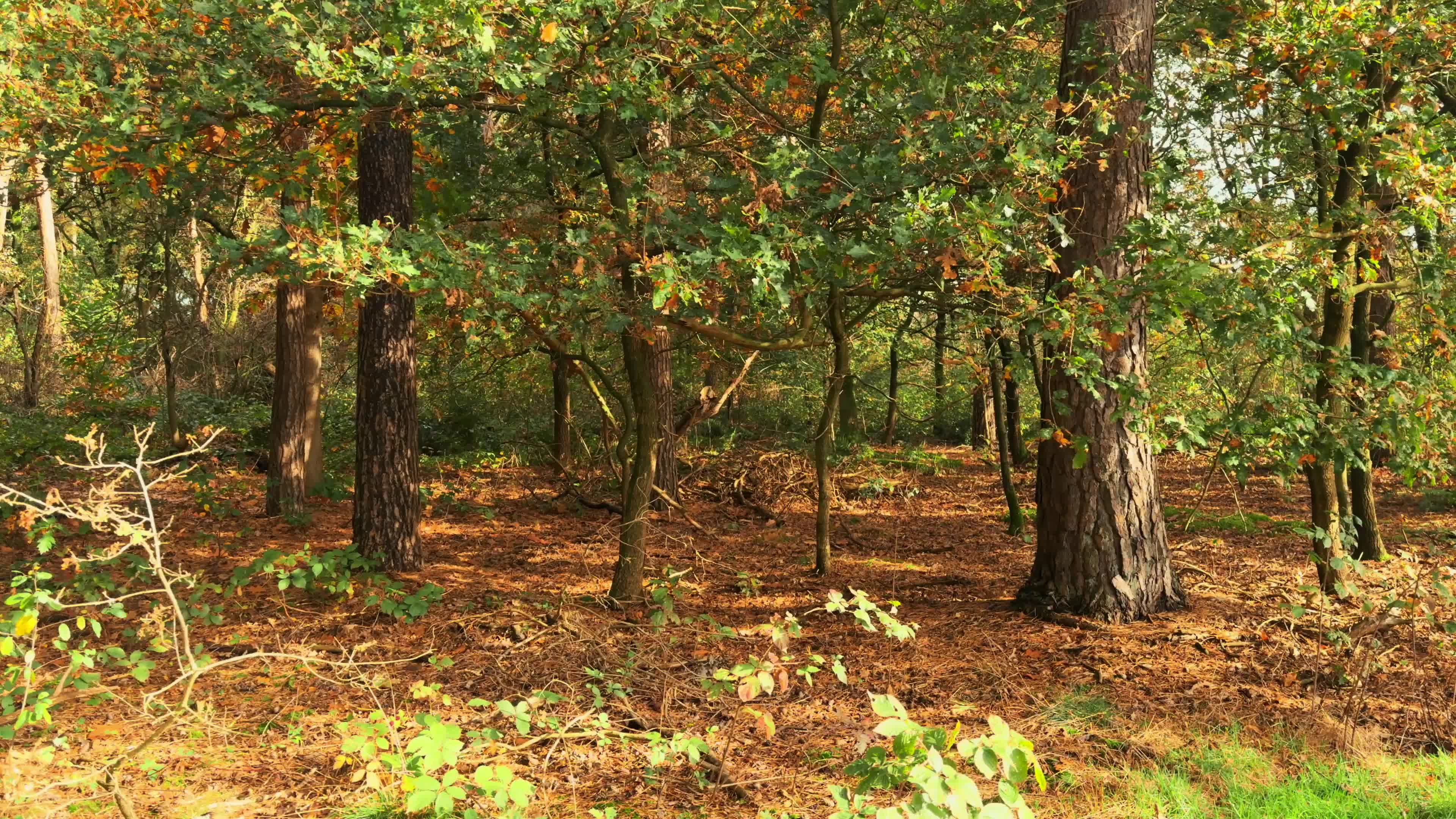 Nature Woods Videos, Download The BEST Free 4k Stock Video Footage ...