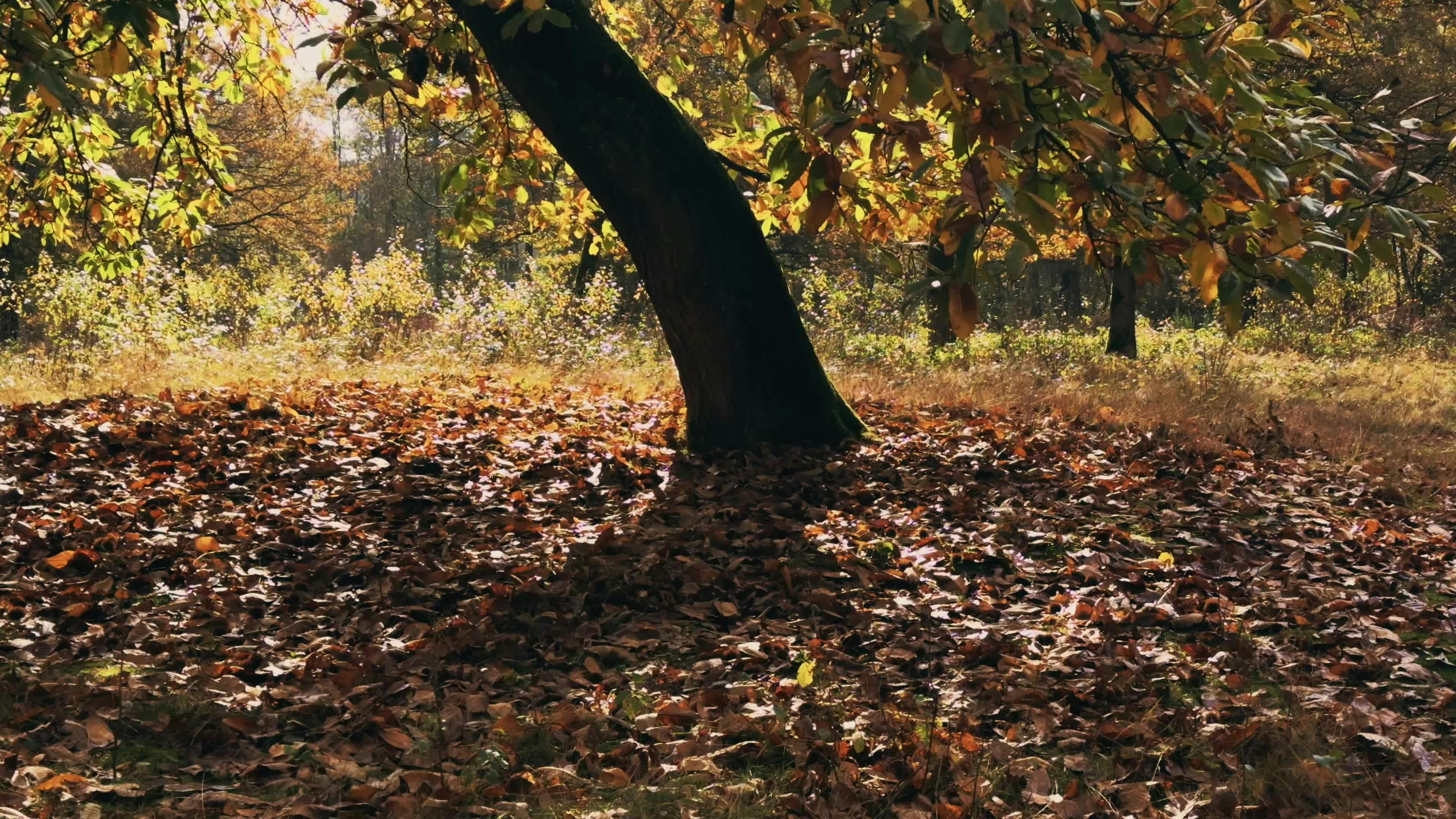 Environment Change Videos, Download The BEST Free 4k Stock Video ...