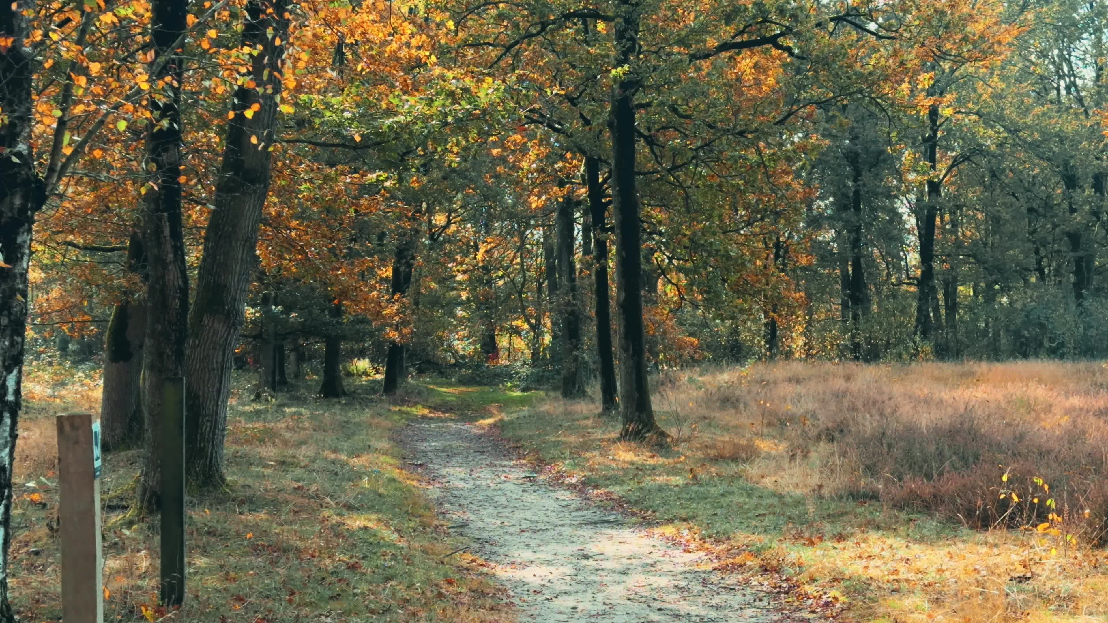 Scenic Autumn Forest Walkway in Halifax Free Stock Video Footage ...