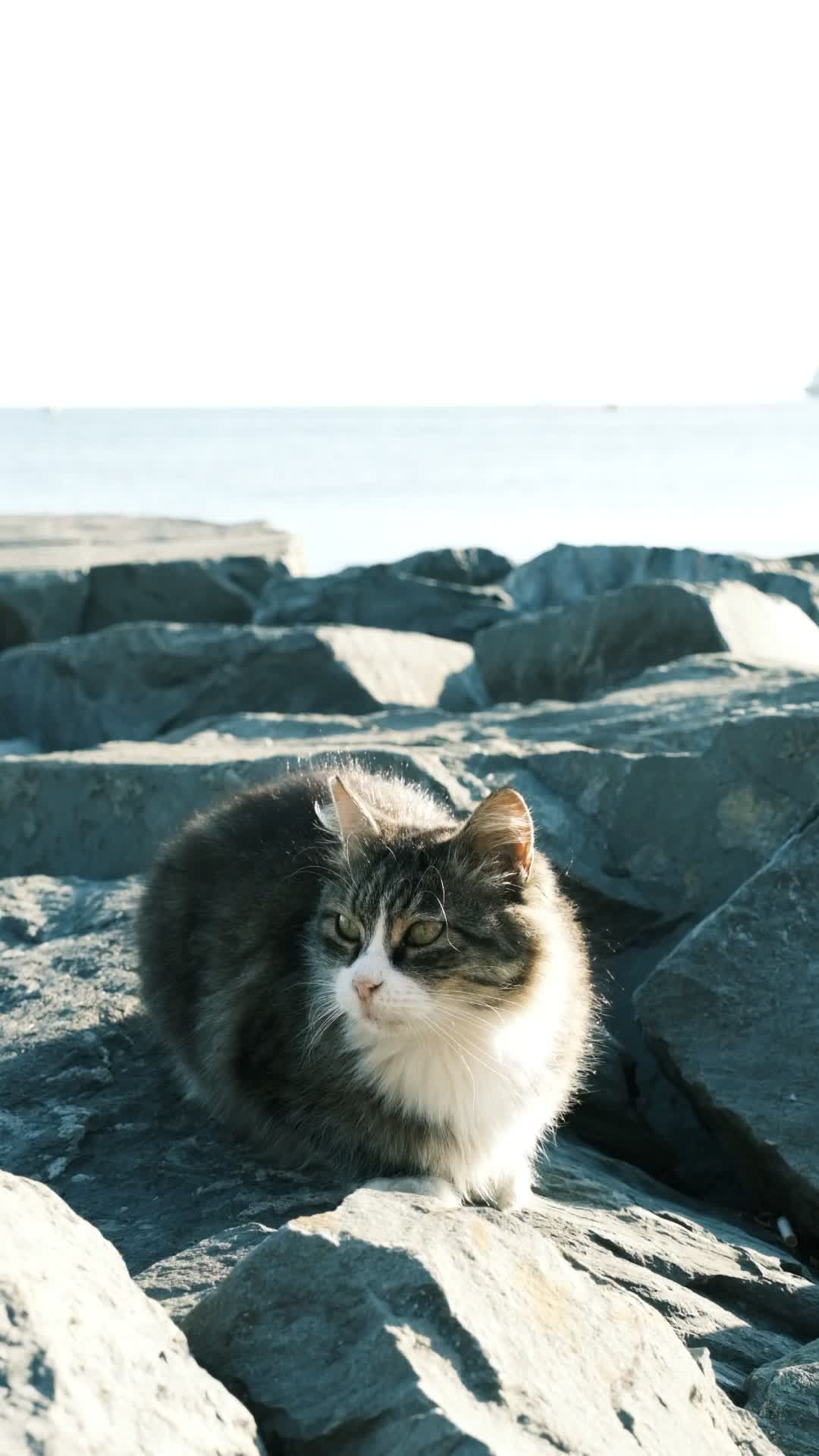 Cat Resting on Rocky Shoreline by the Sea Free Stock Video Footage ...
