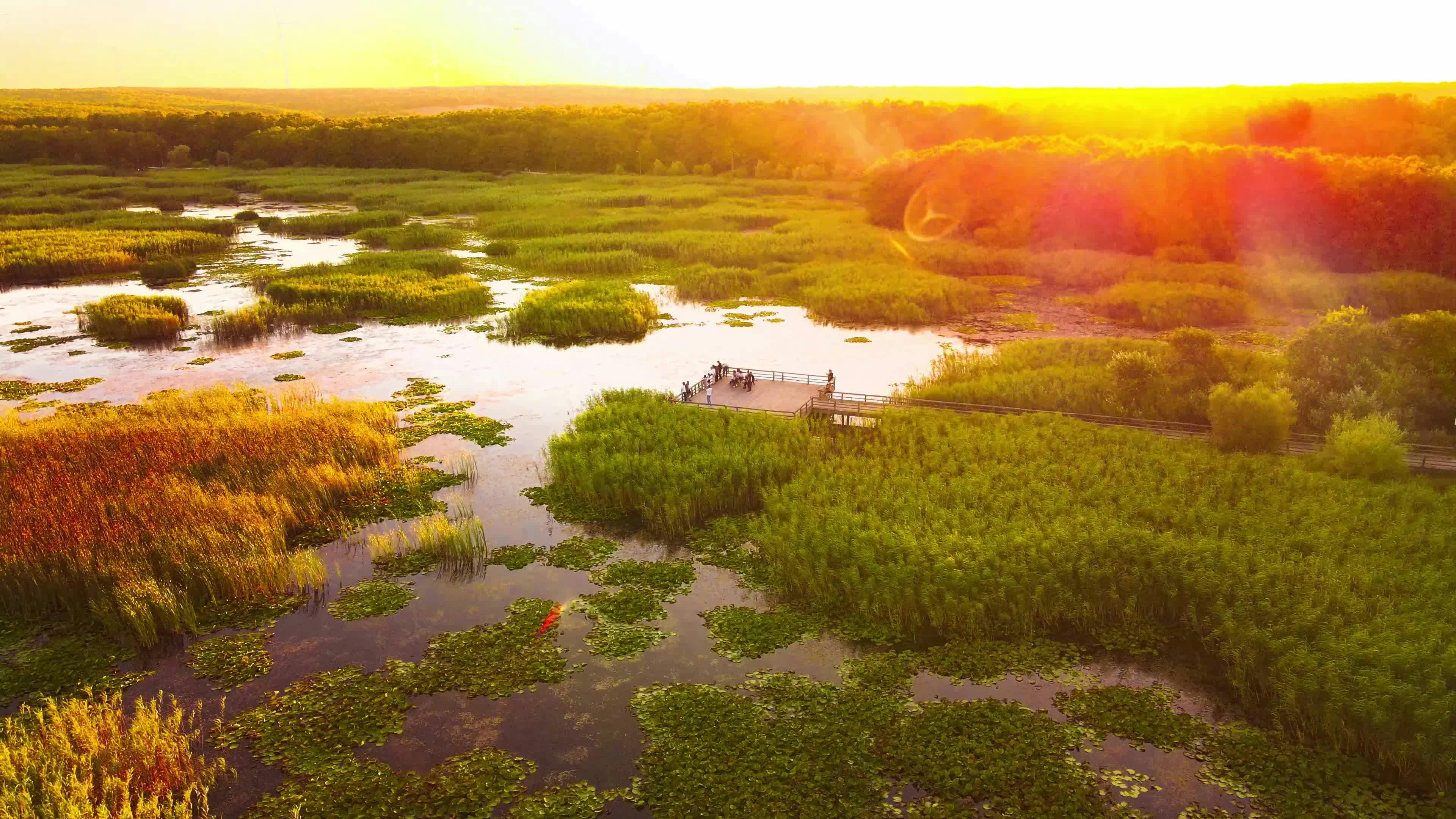 Imx+Lily Videos, Download The BEST Free 4k Stock Video Footage & Imx ...