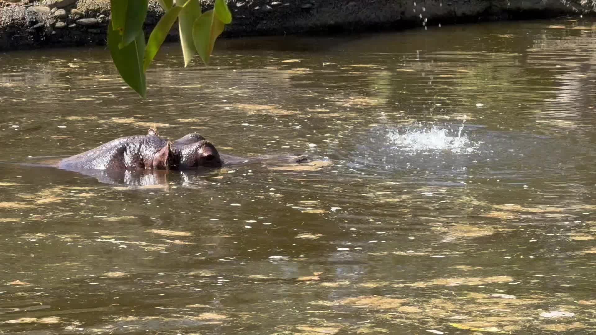 Playful Hippo Splashing at Werribee Zoo Free Stock Video Footage ...