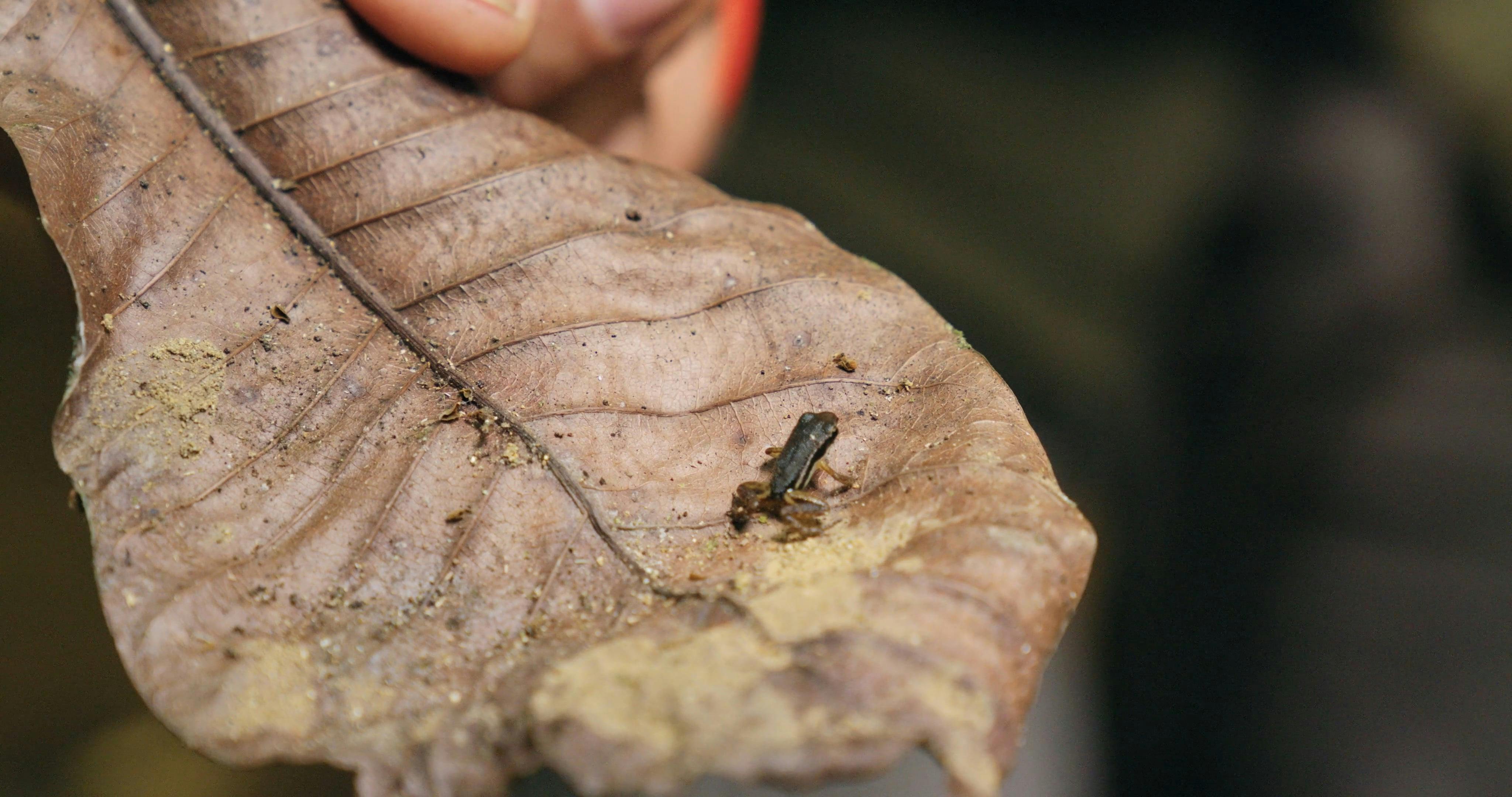 A Small Frog On A Dried Leaf · Free Stock Video