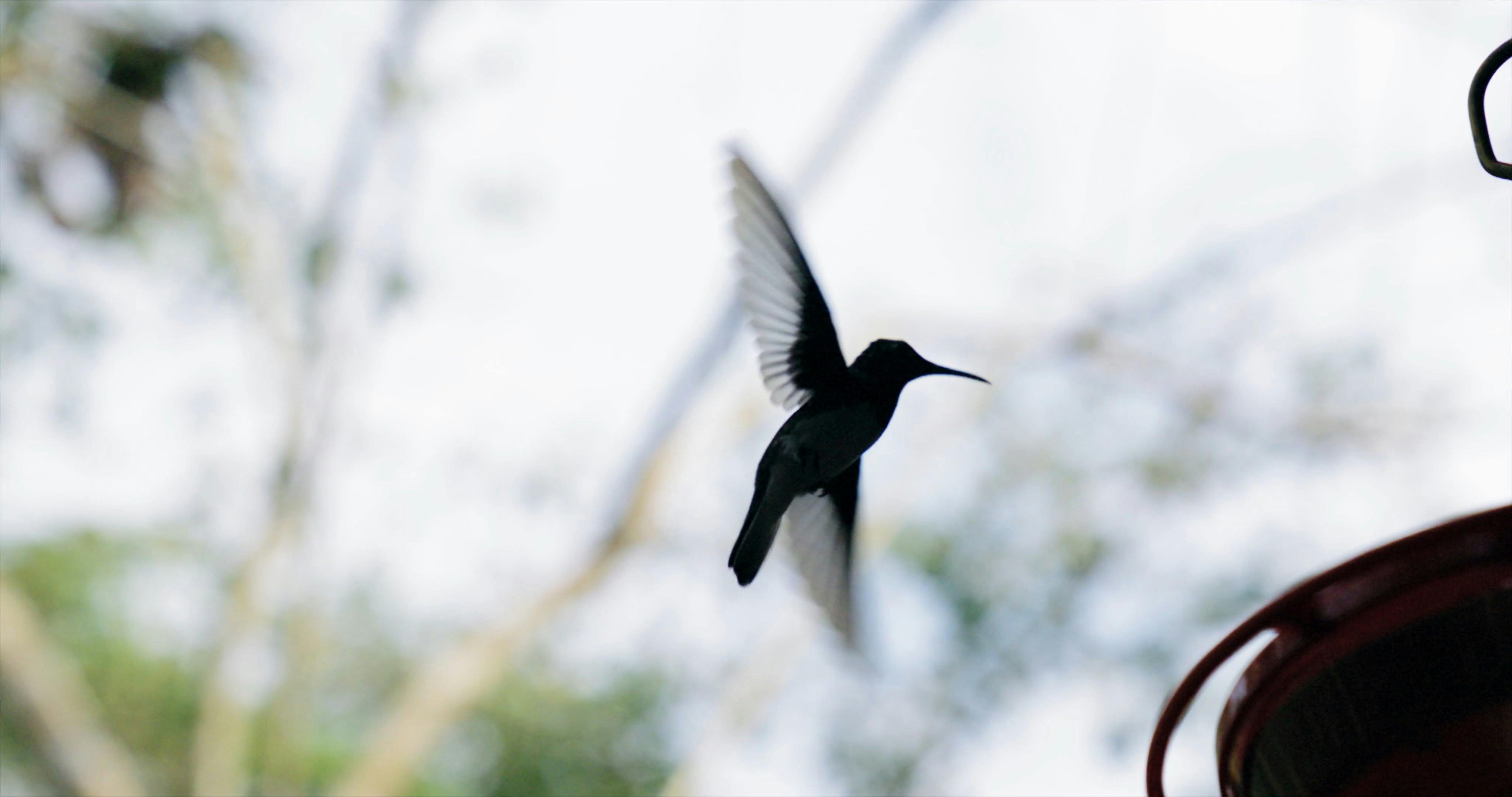 Beautiful Birds Videos, Download The BEST Free 4k Stock Video Footage ...