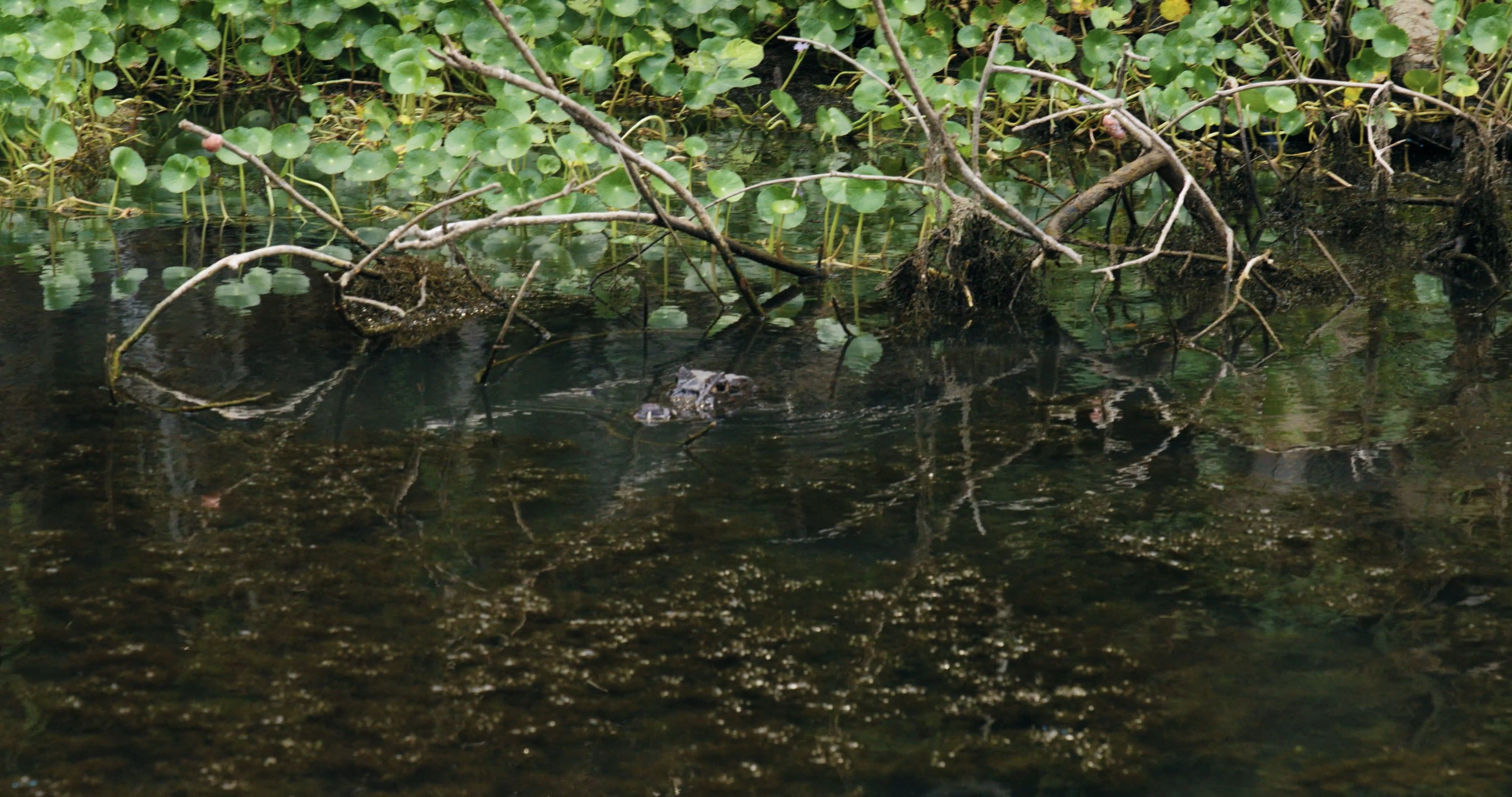 A Crocodile Hunting In A Swamp · Free Stock Video