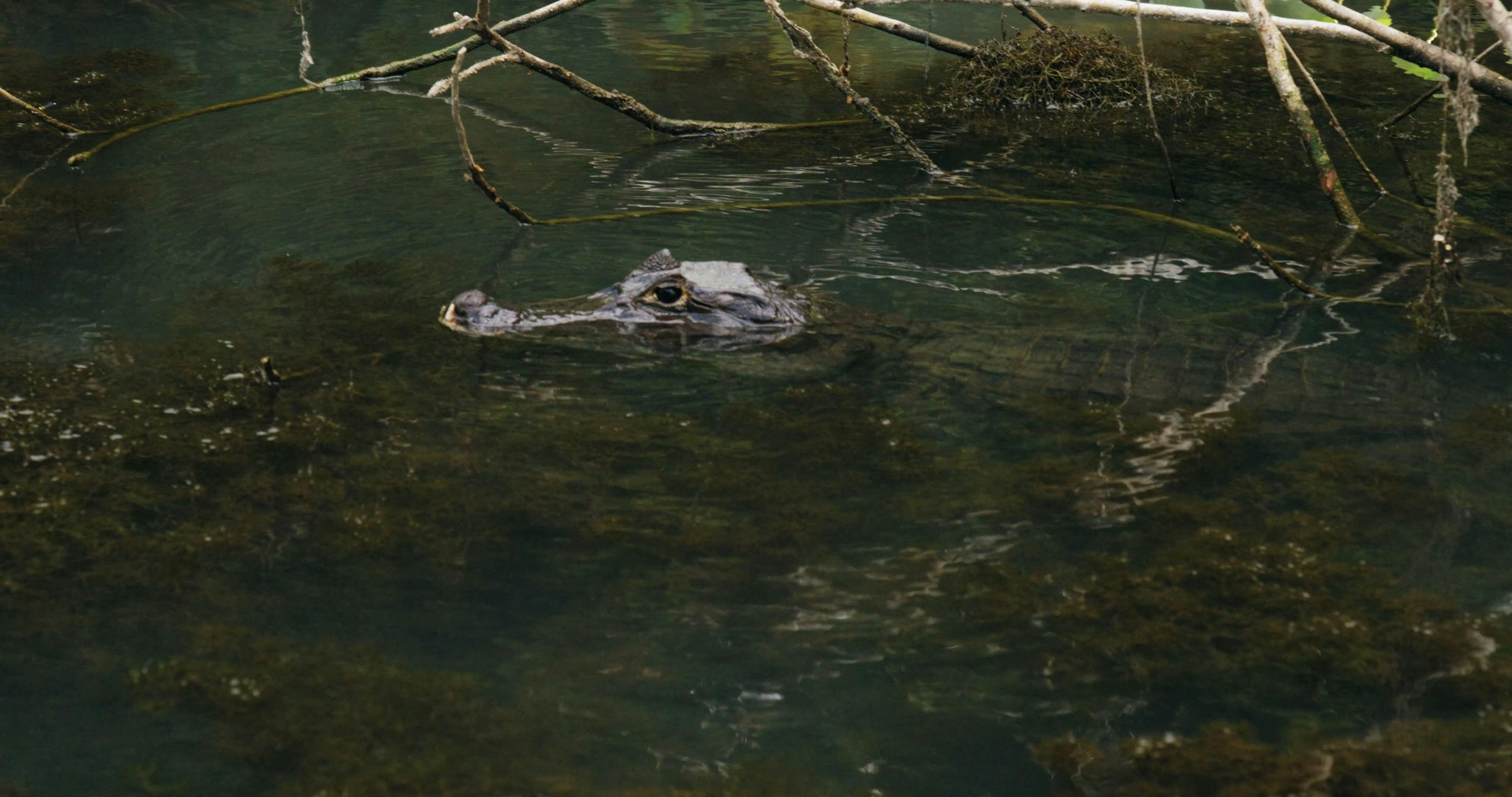 A Crocodile In A Swamp · Free Stock Video