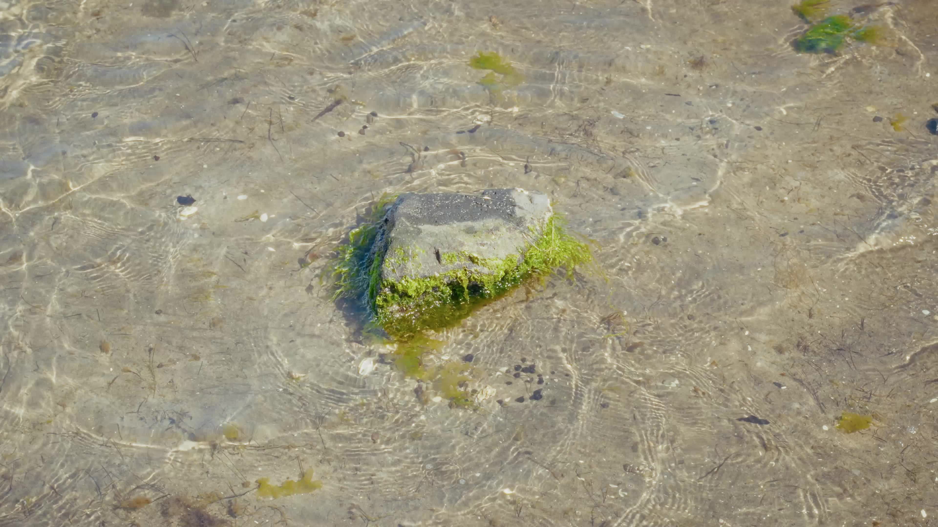 Algae Australia Videos, Download The BEST Free 4k Stock Video Footage ...