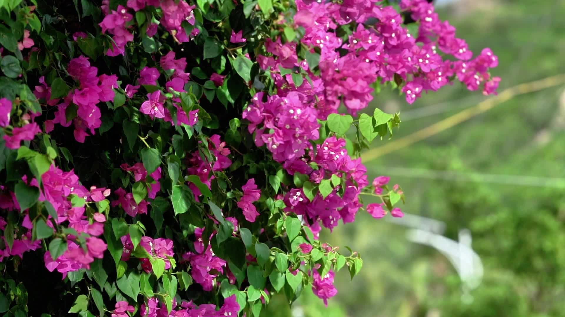 Horticulture Displays Videos, Download The BEST Free 4k Stock Video ...
