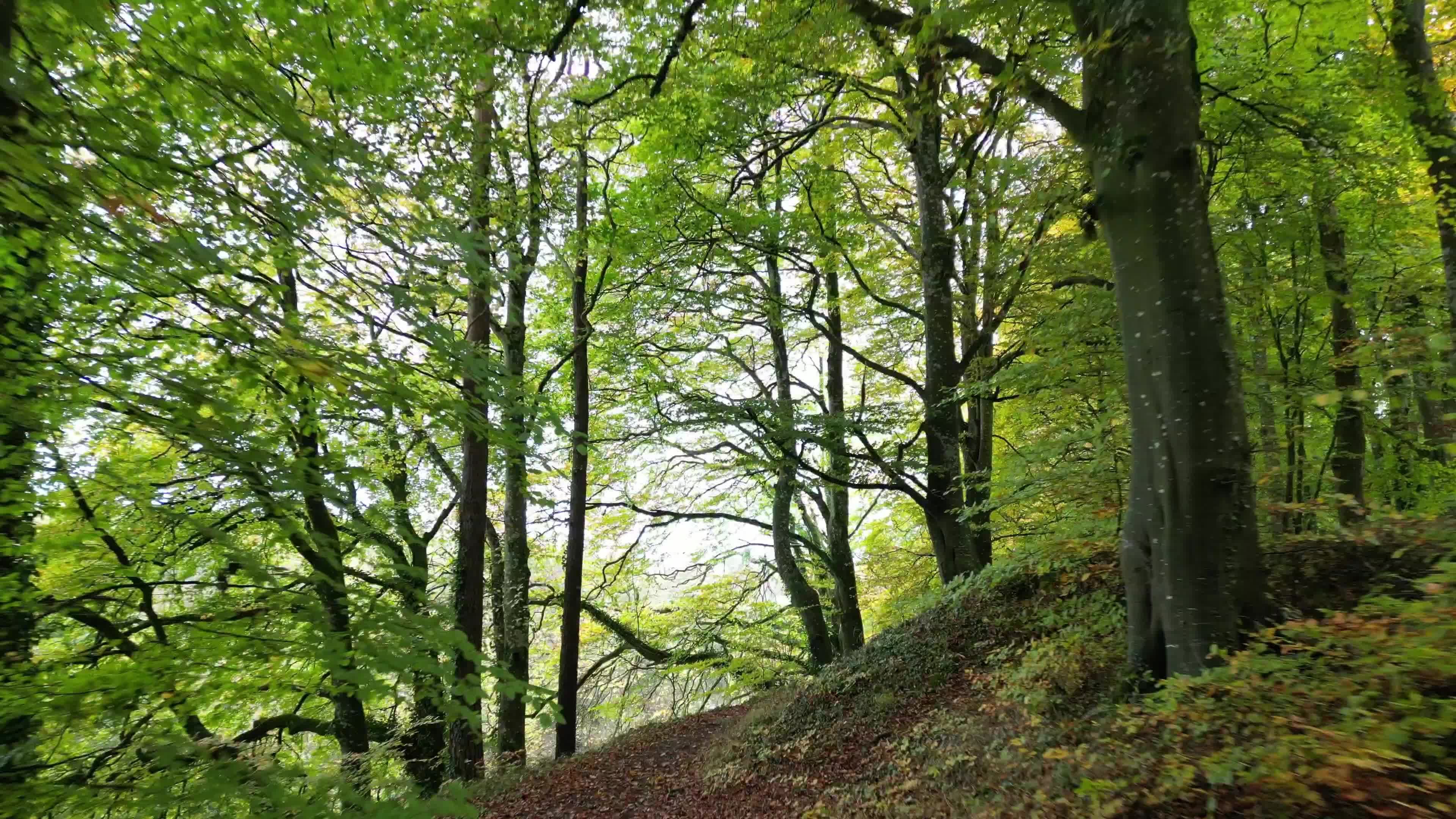 Beautiful Irish Forest Path in Autumn Free Stock Video Footage, Royalty ...