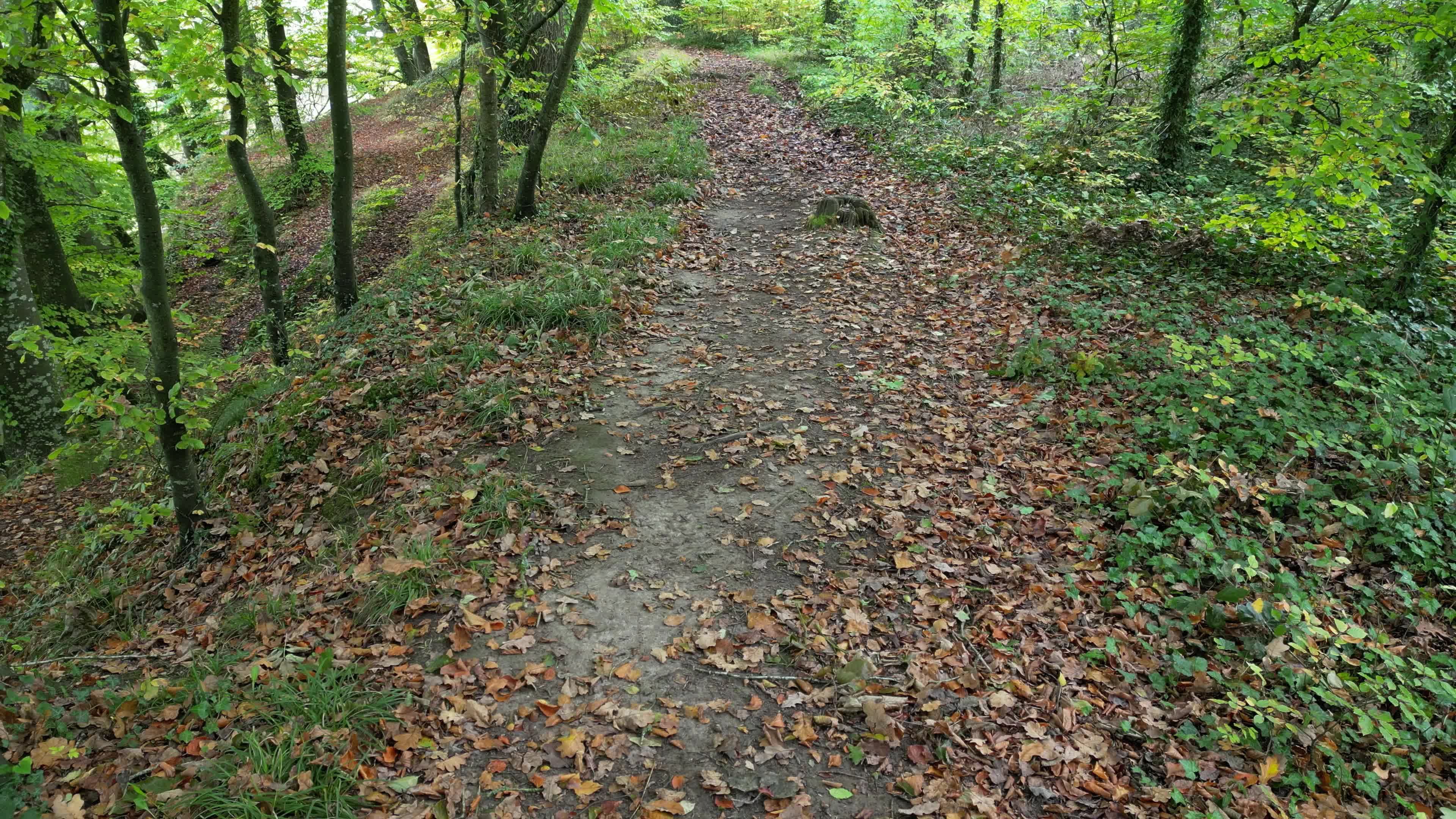 Autumn Forest Path with Playful Border Collie Free Stock Video Footage ...