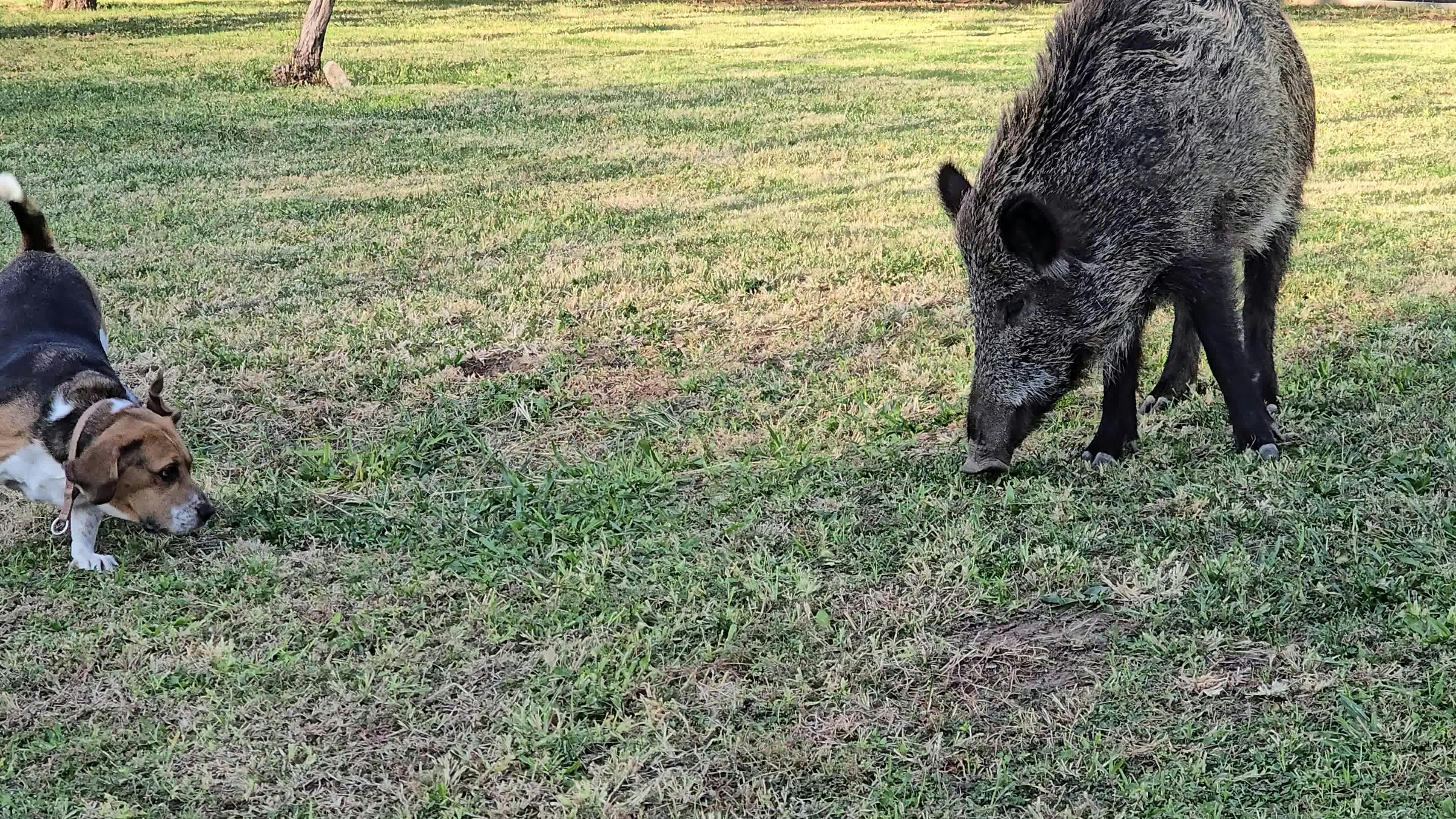 Dog Encounters Wild Boar in Open Field Free Stock Video Footage ...