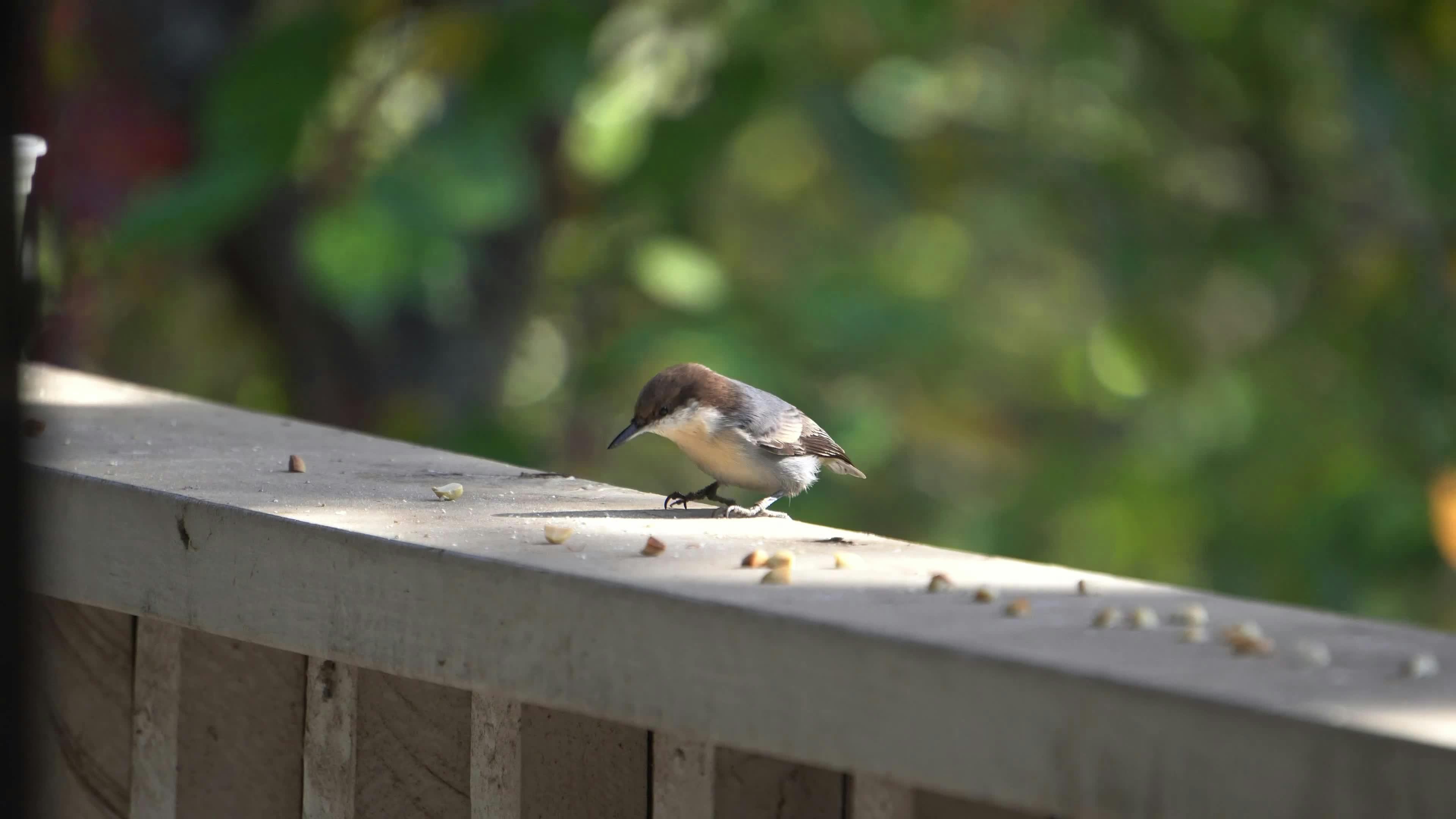 Small Bird Foraging on Wooden Railing Outdoors Free Stock Video Footage ...