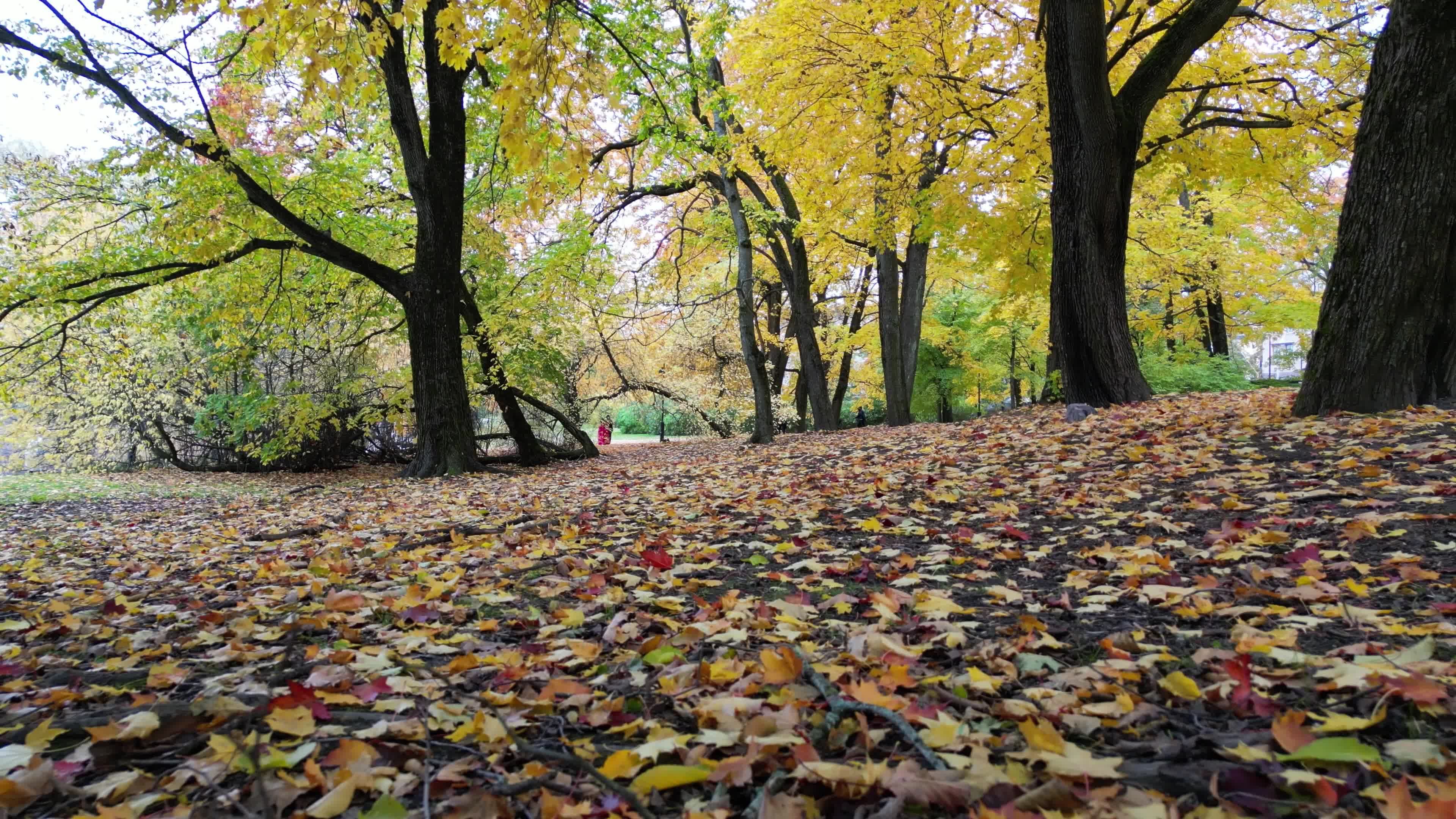 Autumn Forest with Leaves and Trees in Finland Free Stock Video Footage ...