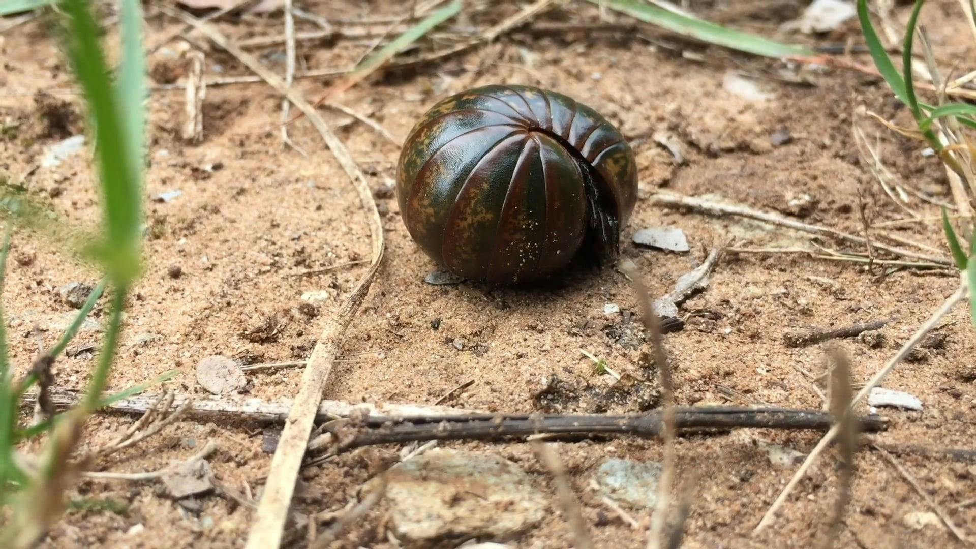 Insect With Shell Videos, Download The BEST Free 4k Stock Video Footage ...