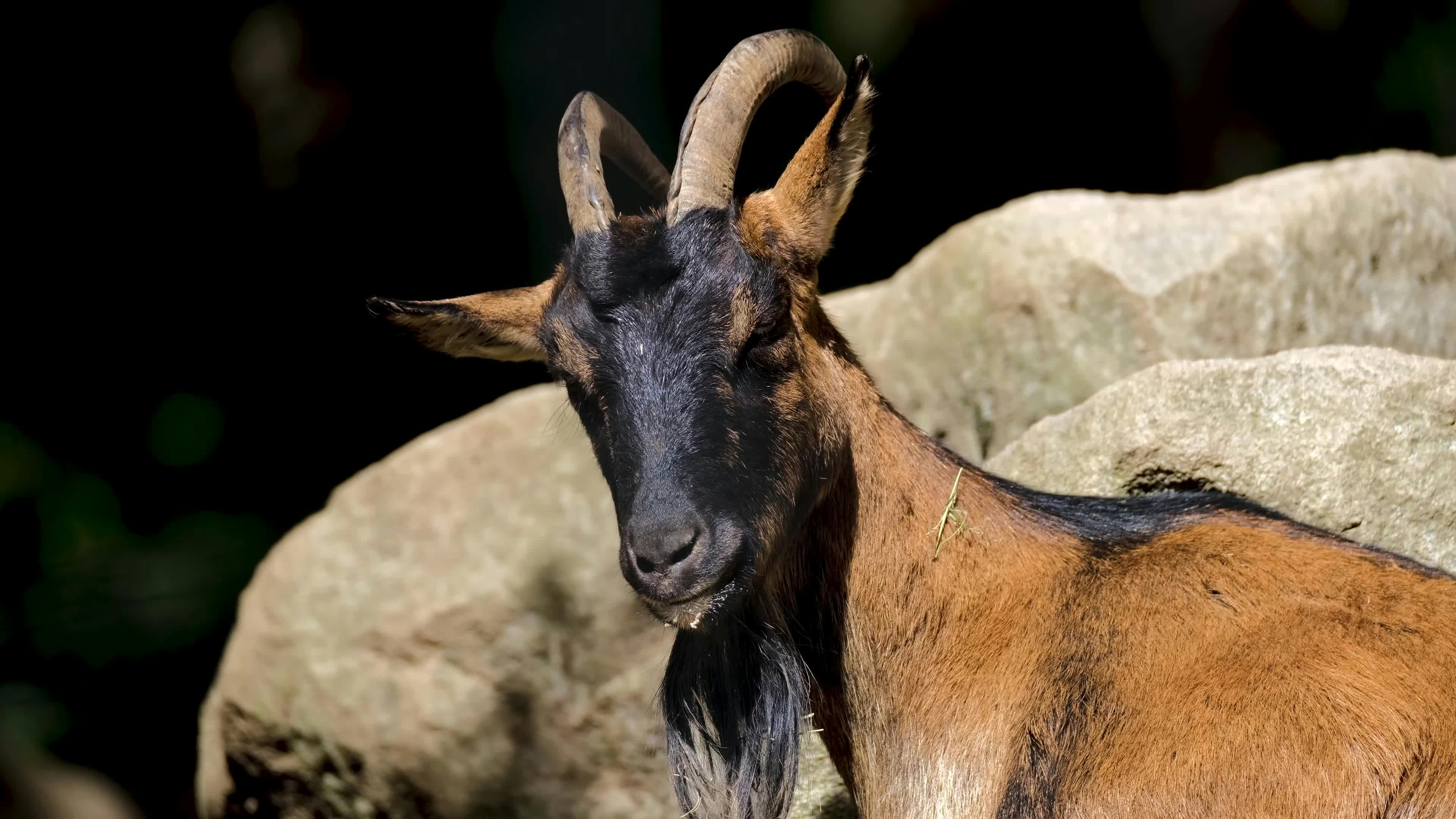 Majestic Goat in Vibrant Farm Setting Free Stock Video Footage, Royalty ...