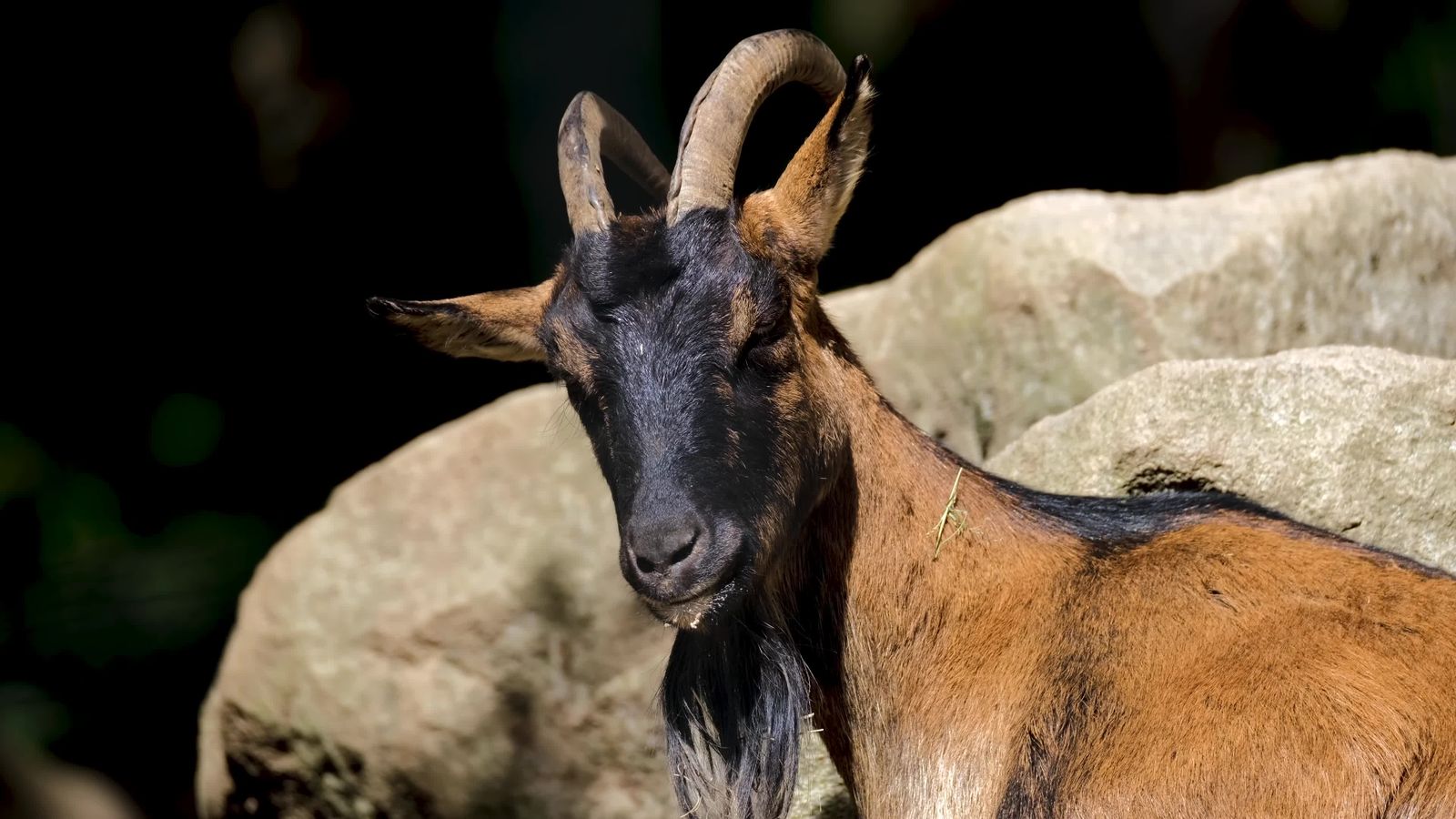 Goat Mating Videos, Download The BEST Free 4k Stock Video Footage ...