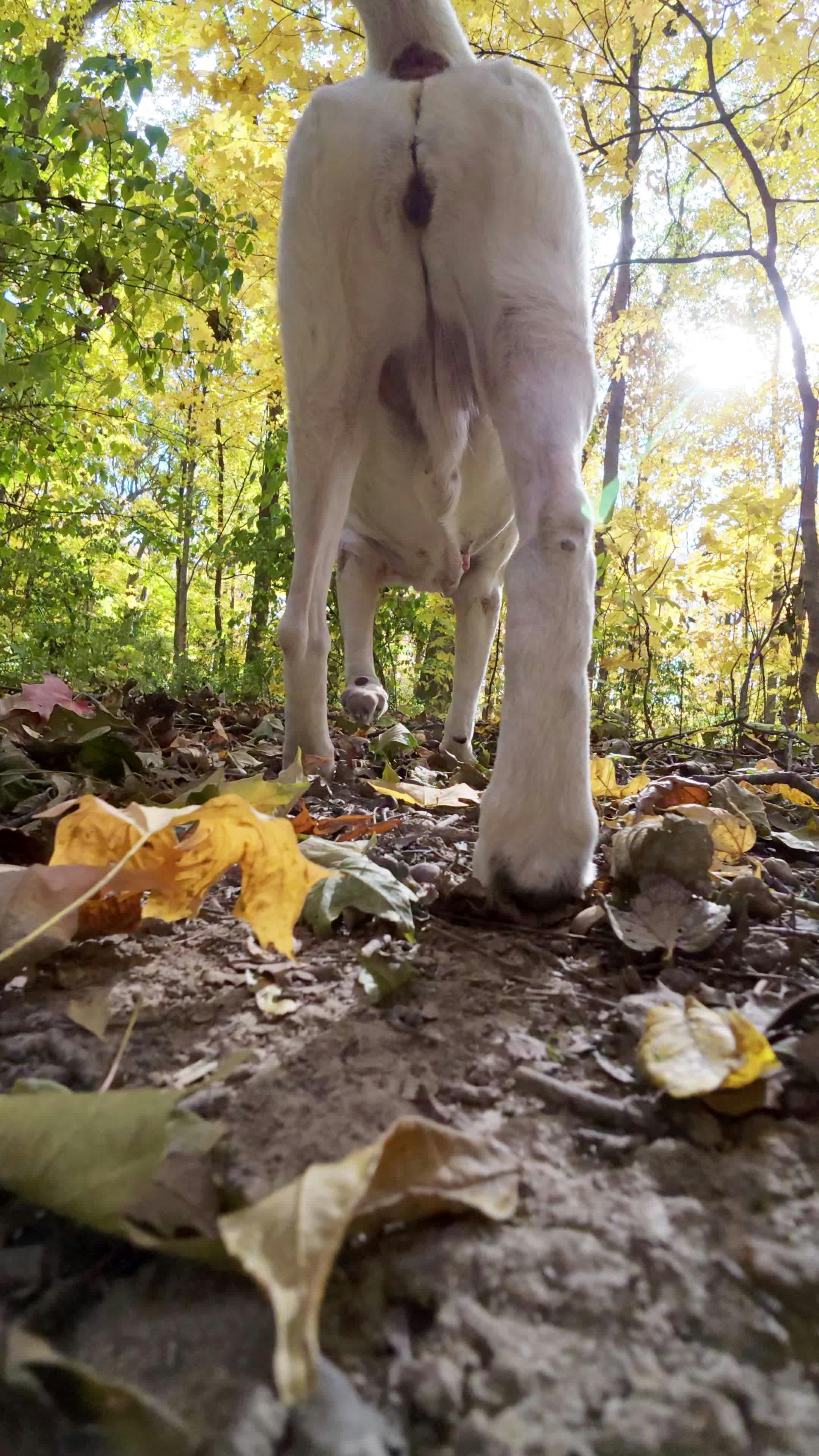 Dog's Paws Walking Through Autumn Forest Free Stock Video Footage ...