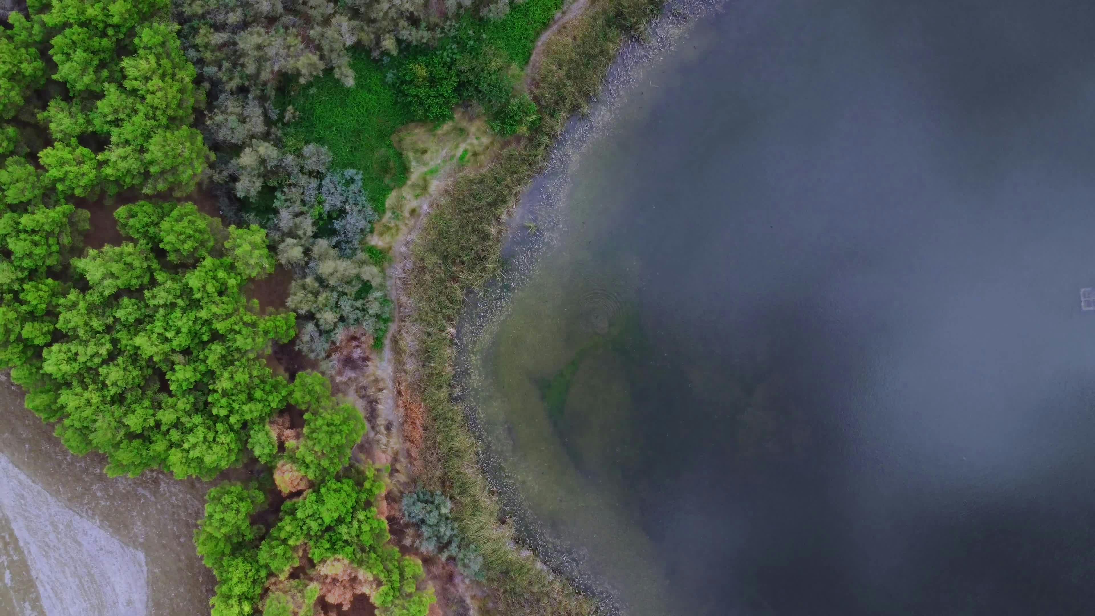 Pemandangan Udara Hutan Rimbun Dan Danau Yang Tenang · Video Stok Gratis