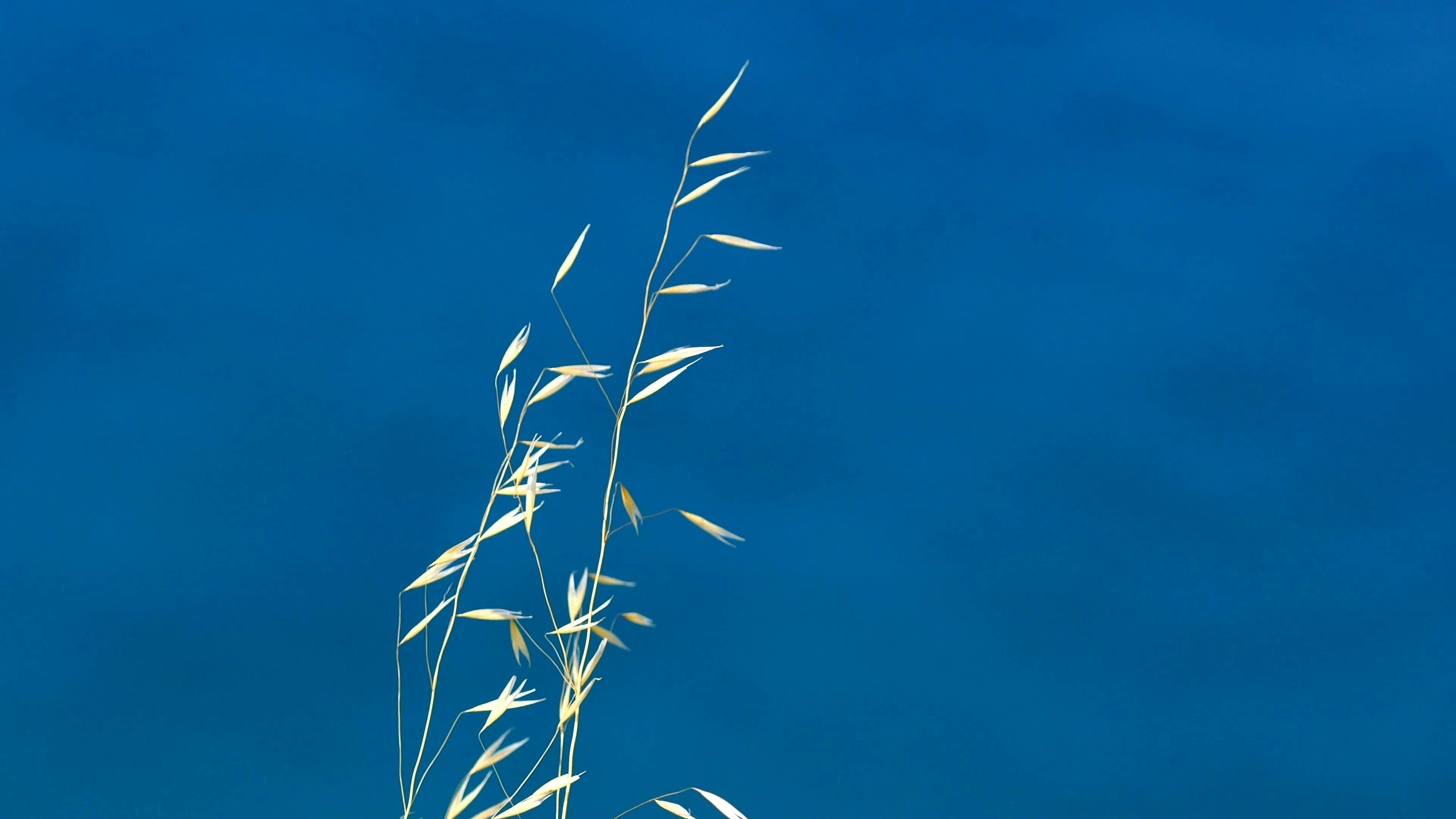 Free Nature Videos, Download The BEST Free 4k Stock Video Footage ...