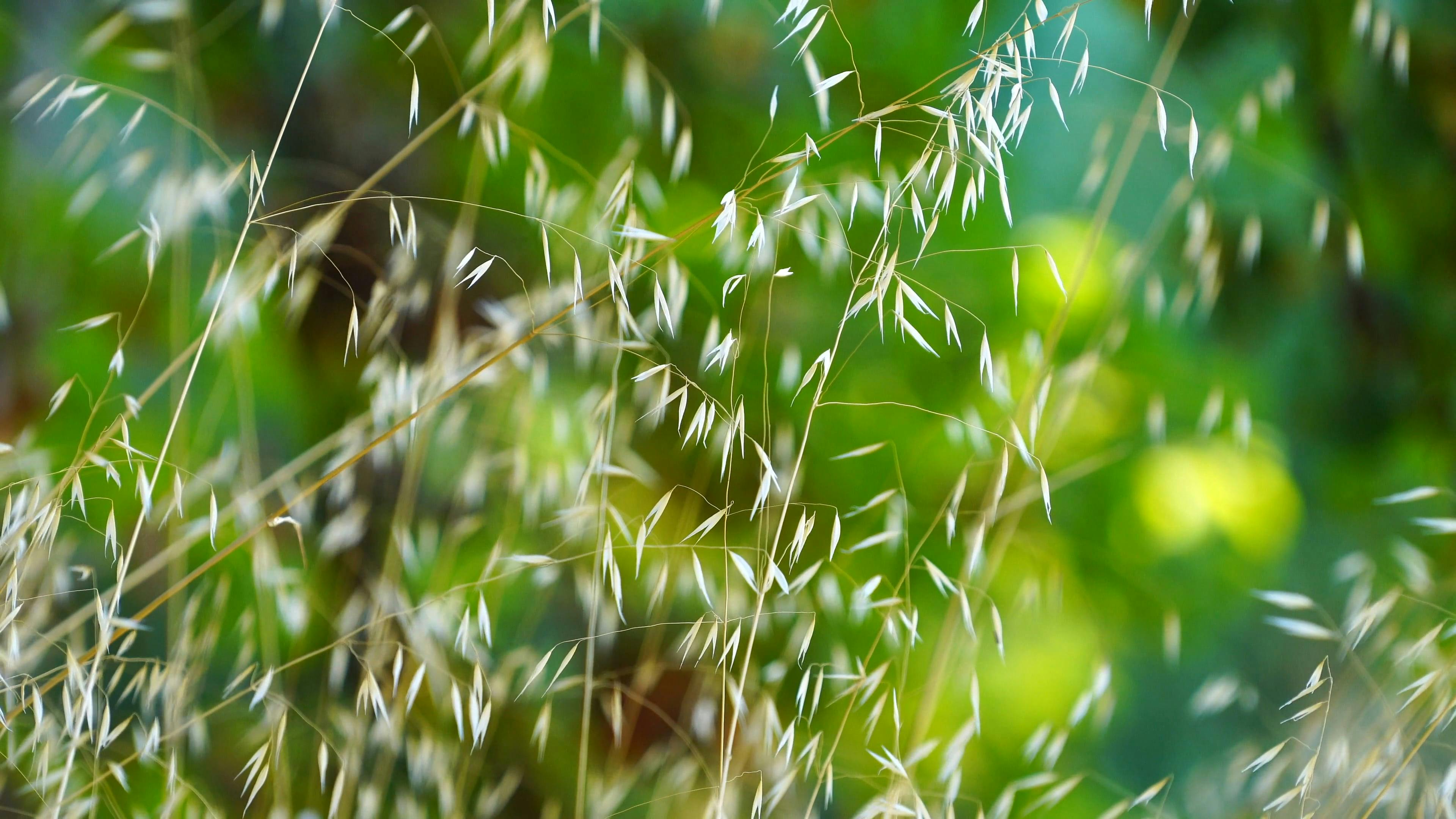 Grass Stalks Dancing With The Wind Blows · Free Stock Video