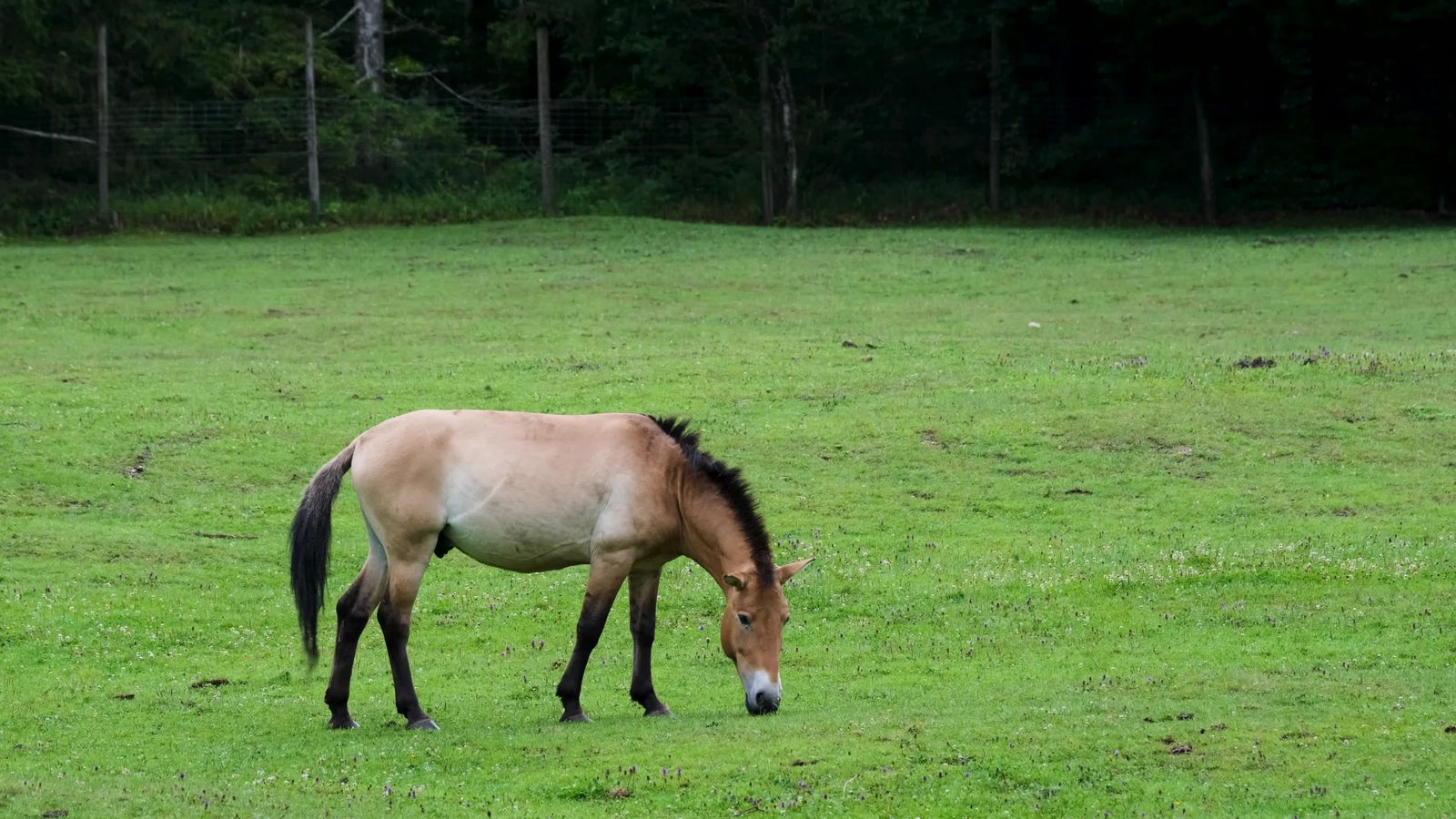 Horse Mating Videos, Download The BEST Free 4k Stock Video Footage ...