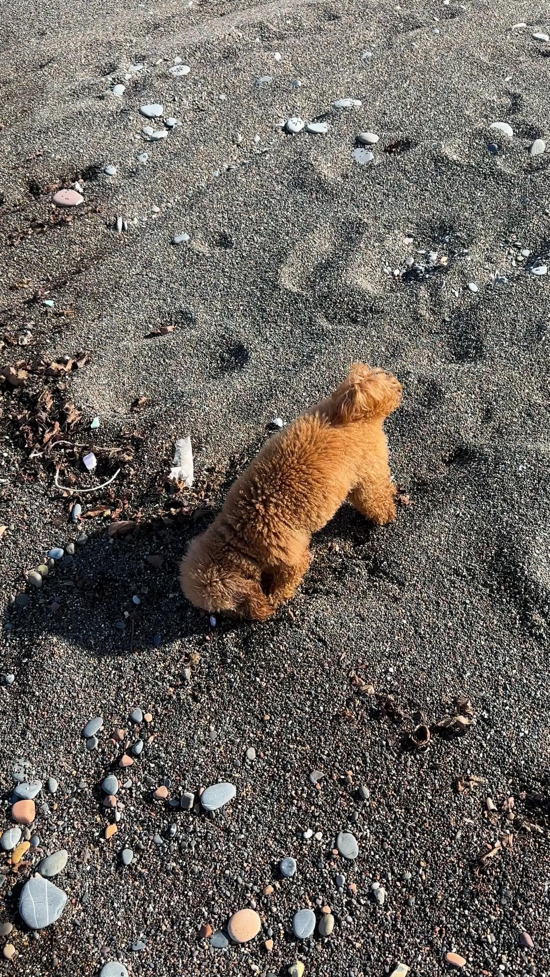 Playful Poodle on a Serene Sandy Beach Free Stock Video Footage ...