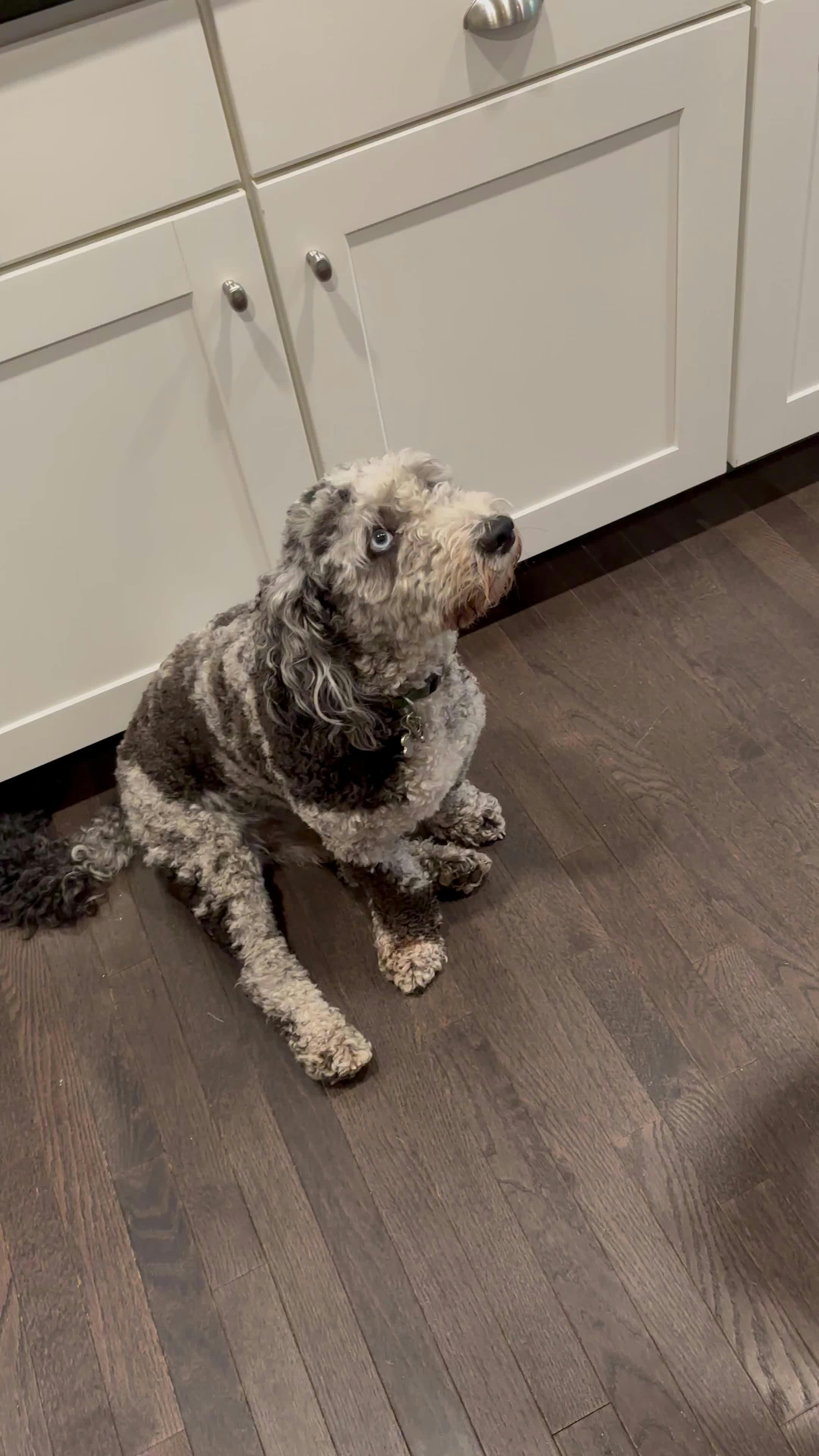 Dog Praise Videos, Download The BEST Free 4k Stock Video Footage & Dog ...