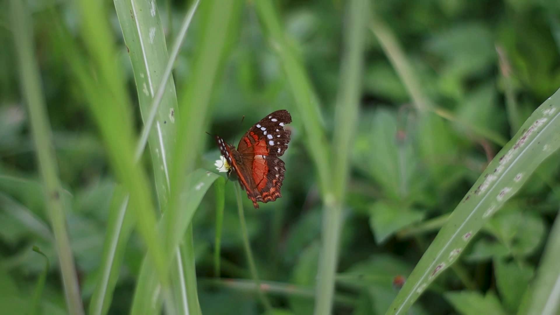 Ultra Hd Nature Videos, Download The BEST Free 4k Stock Video Footage ...