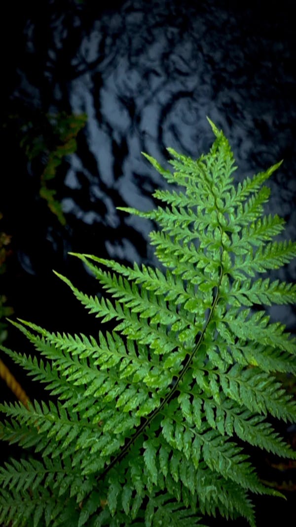 Live Wallpaper 4k Rain Videos, Download The BEST Free 4k Stock Video Footage & Live Wallpaper 4k ...