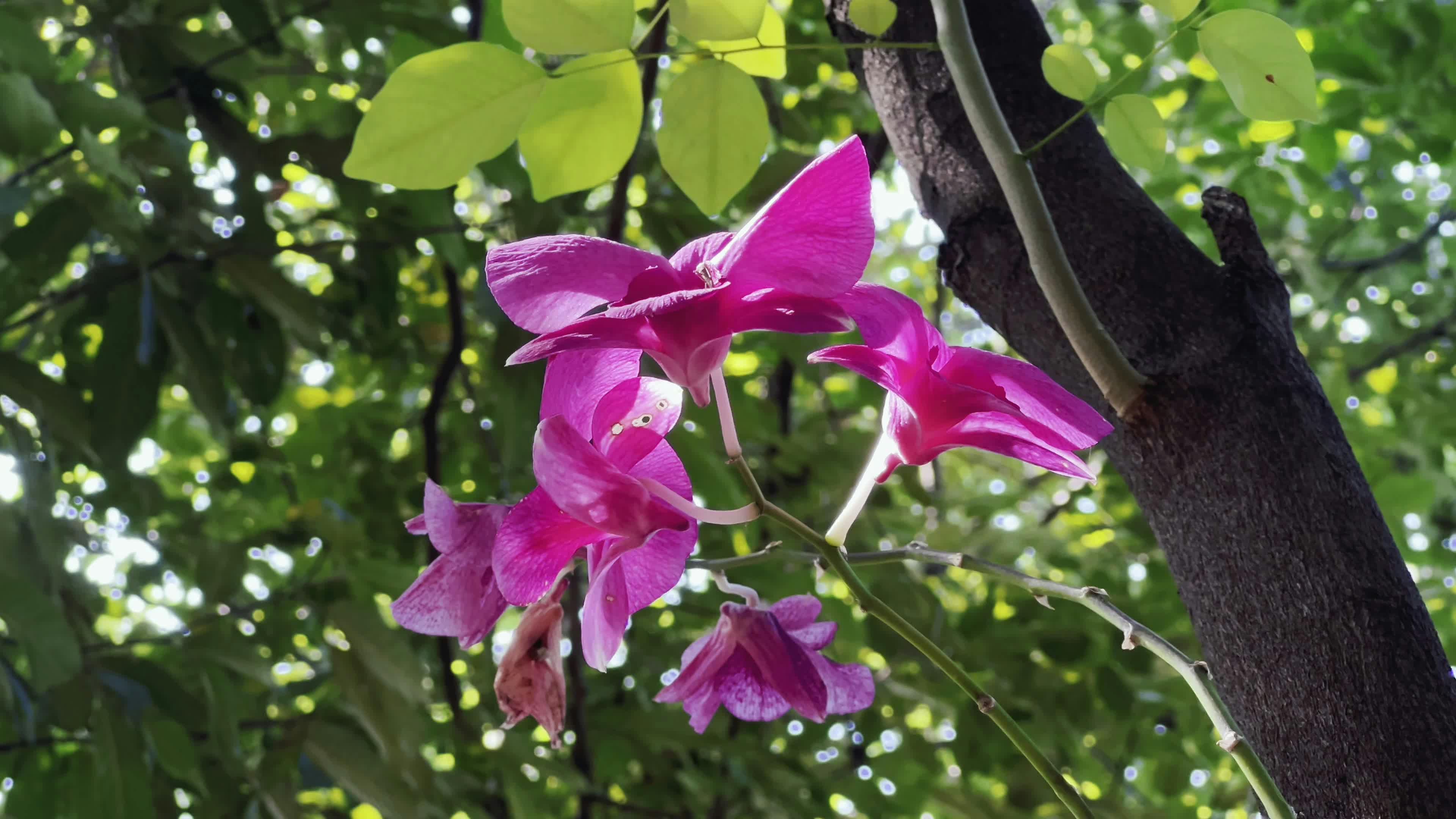 Plants With Flower Videos, Download The BEST Free 4k Stock Video ...