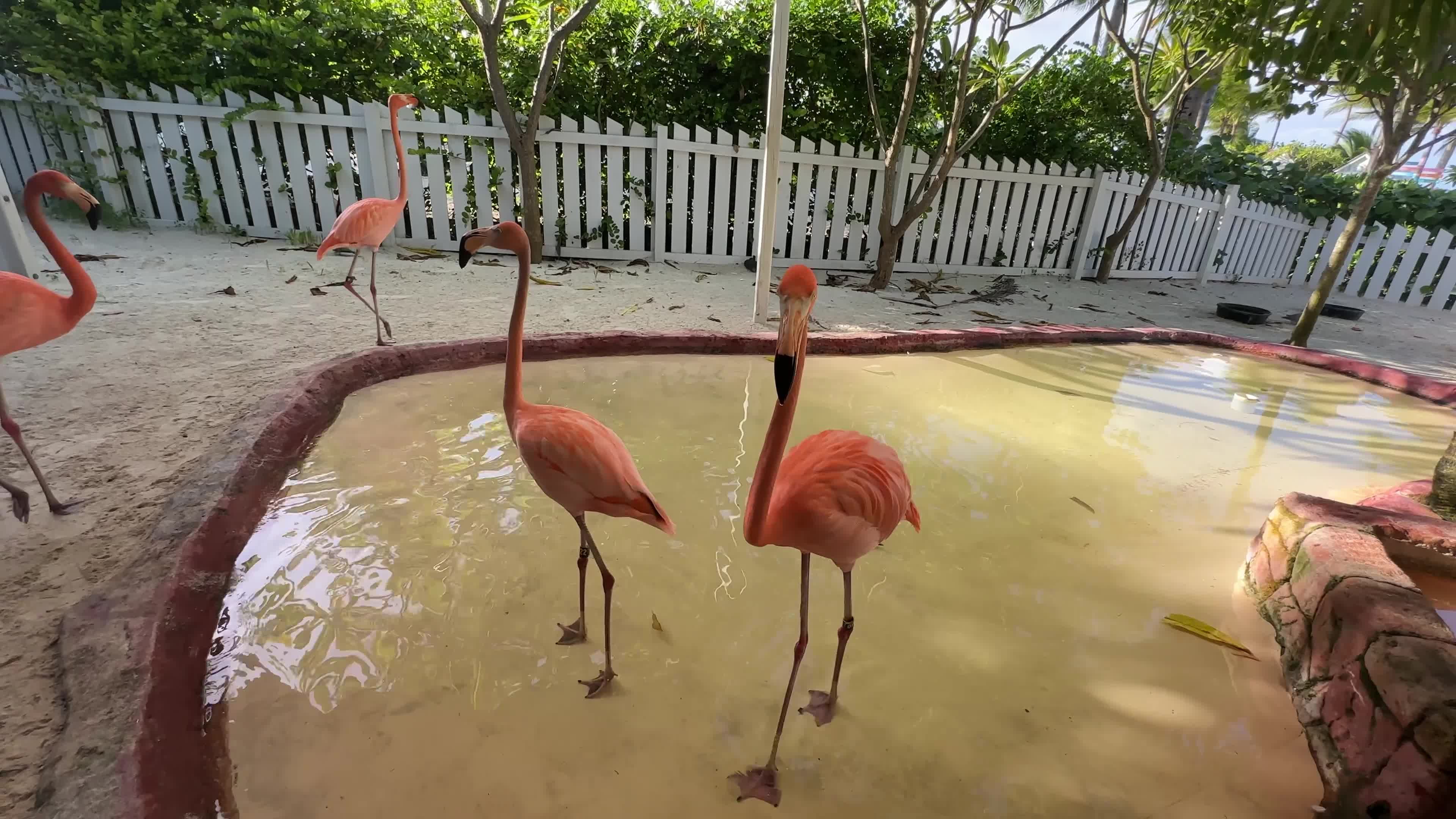 Vibrant Flamingos in a Serene Backyard Pond Free Stock Video Footage ...