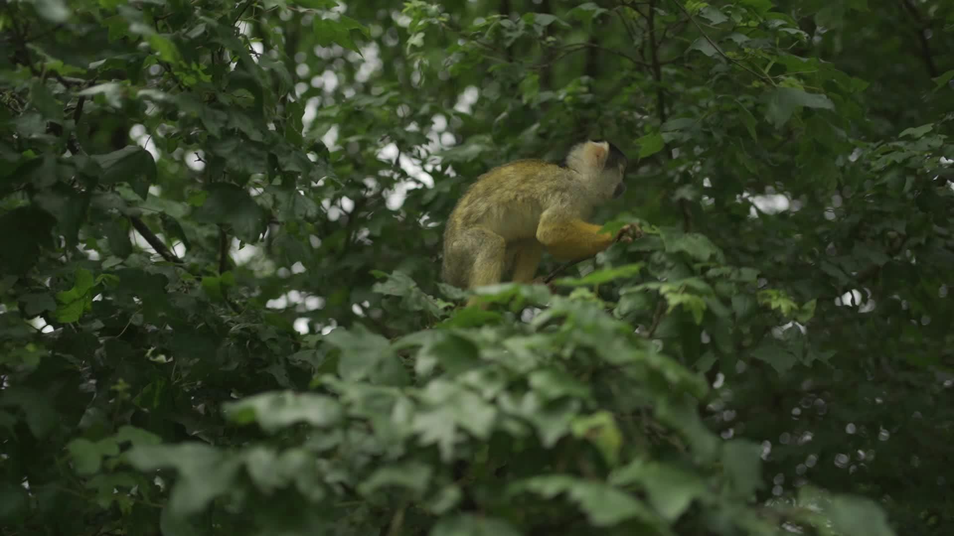 Monkey Sounds Videos, Download The BEST Free 4k Stock Video Footage ...