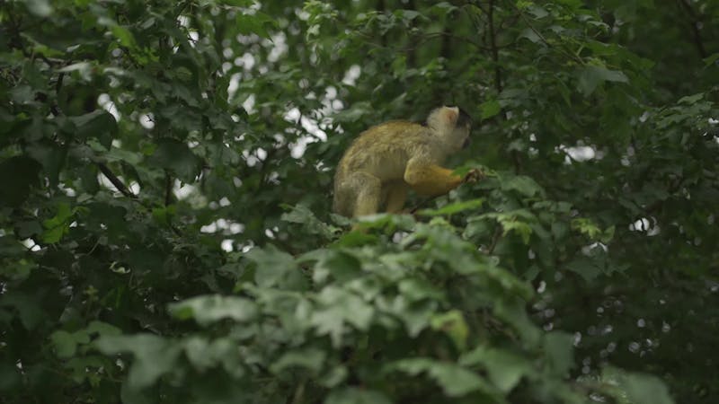 Monkey Rizz Videos, Download The BEST Free 4k Stock Video Footage ...