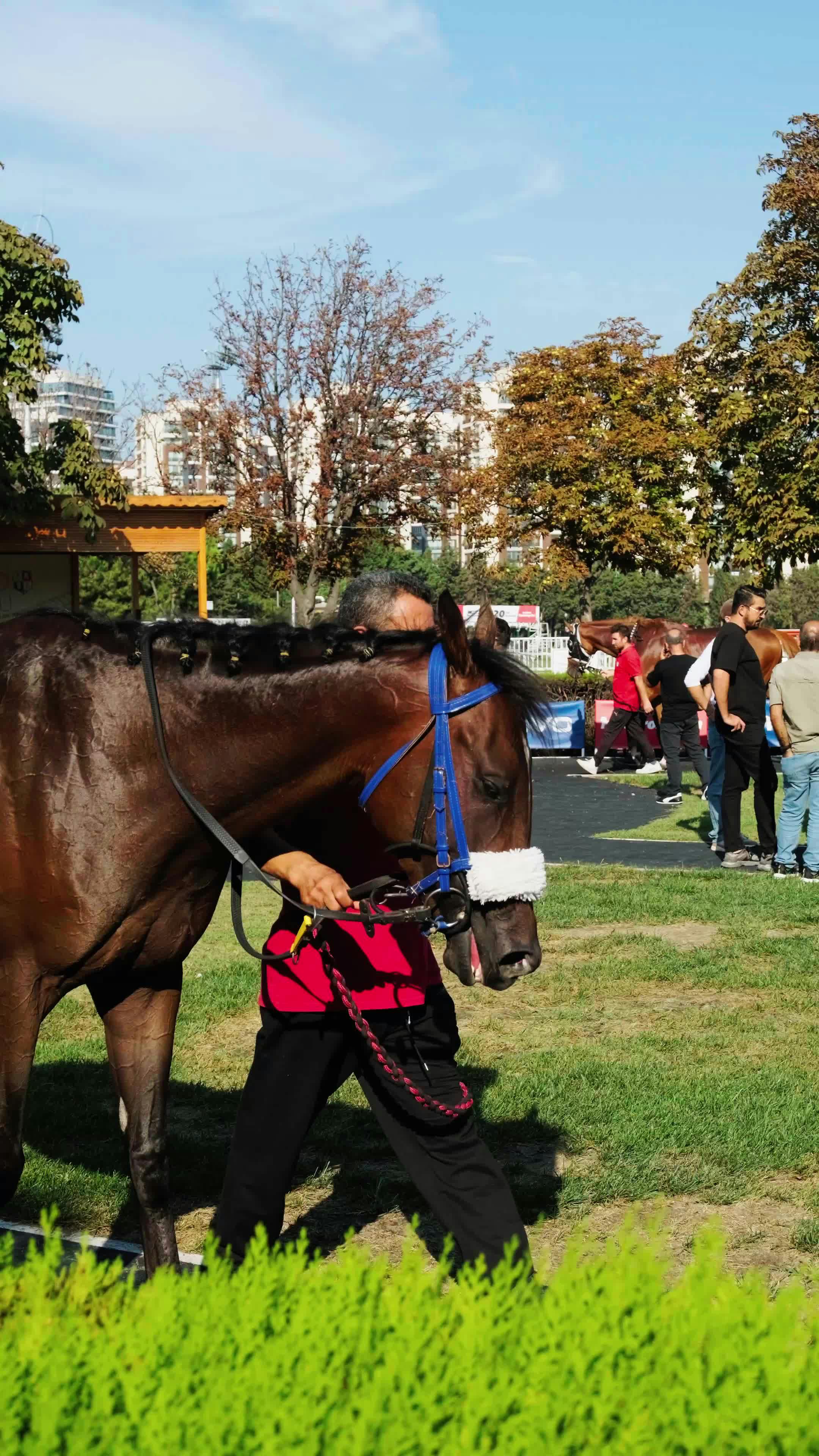 Ready for the Race: Horse and Trainer Free Stock Video Footage, Royalty ...