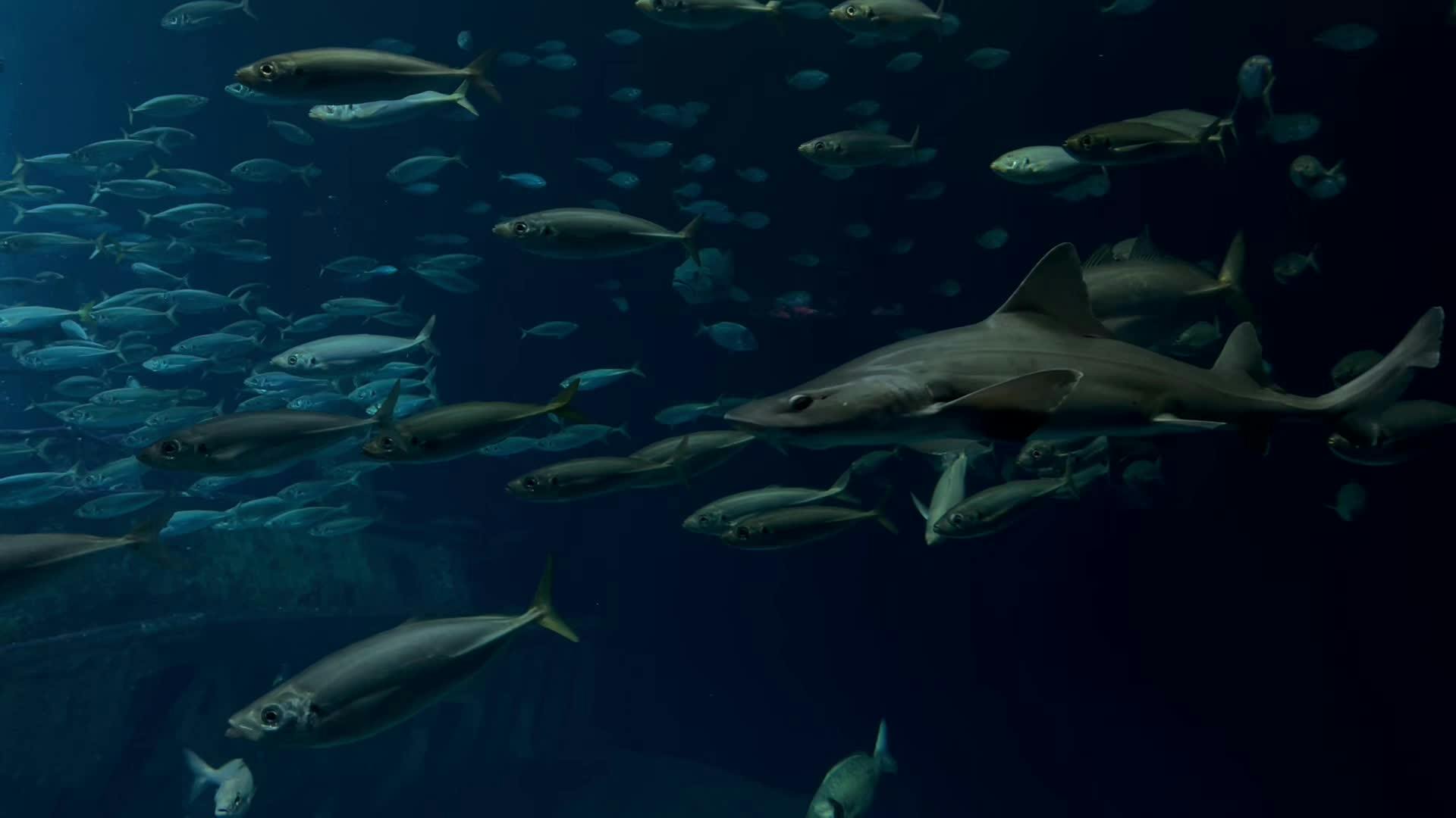 Aggressive Shark Videos, Download The BEST Free 4k Stock Video Footage ...