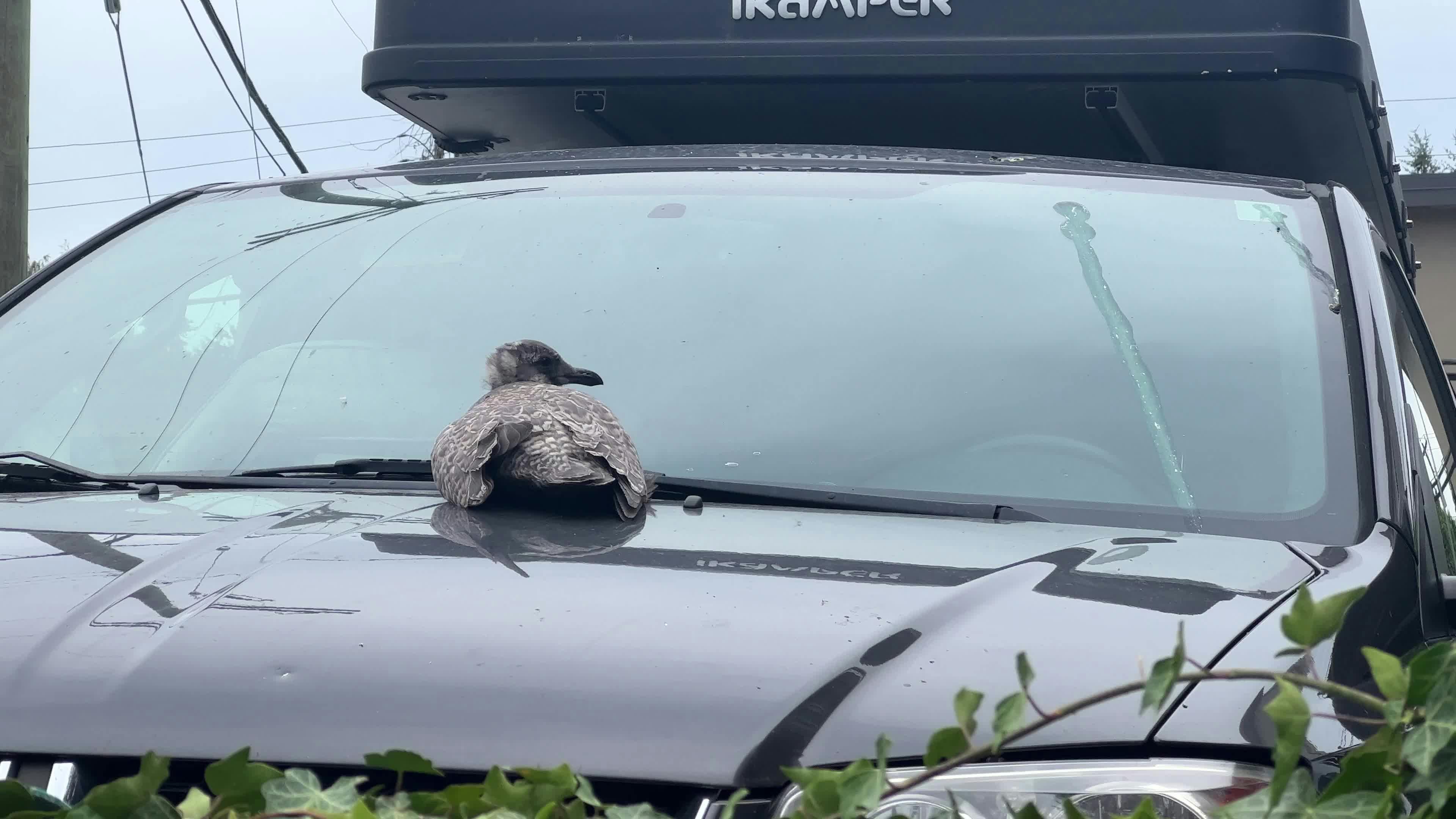 Seagull Resting on Car Windshield by the Seaside Free Stock Video ...