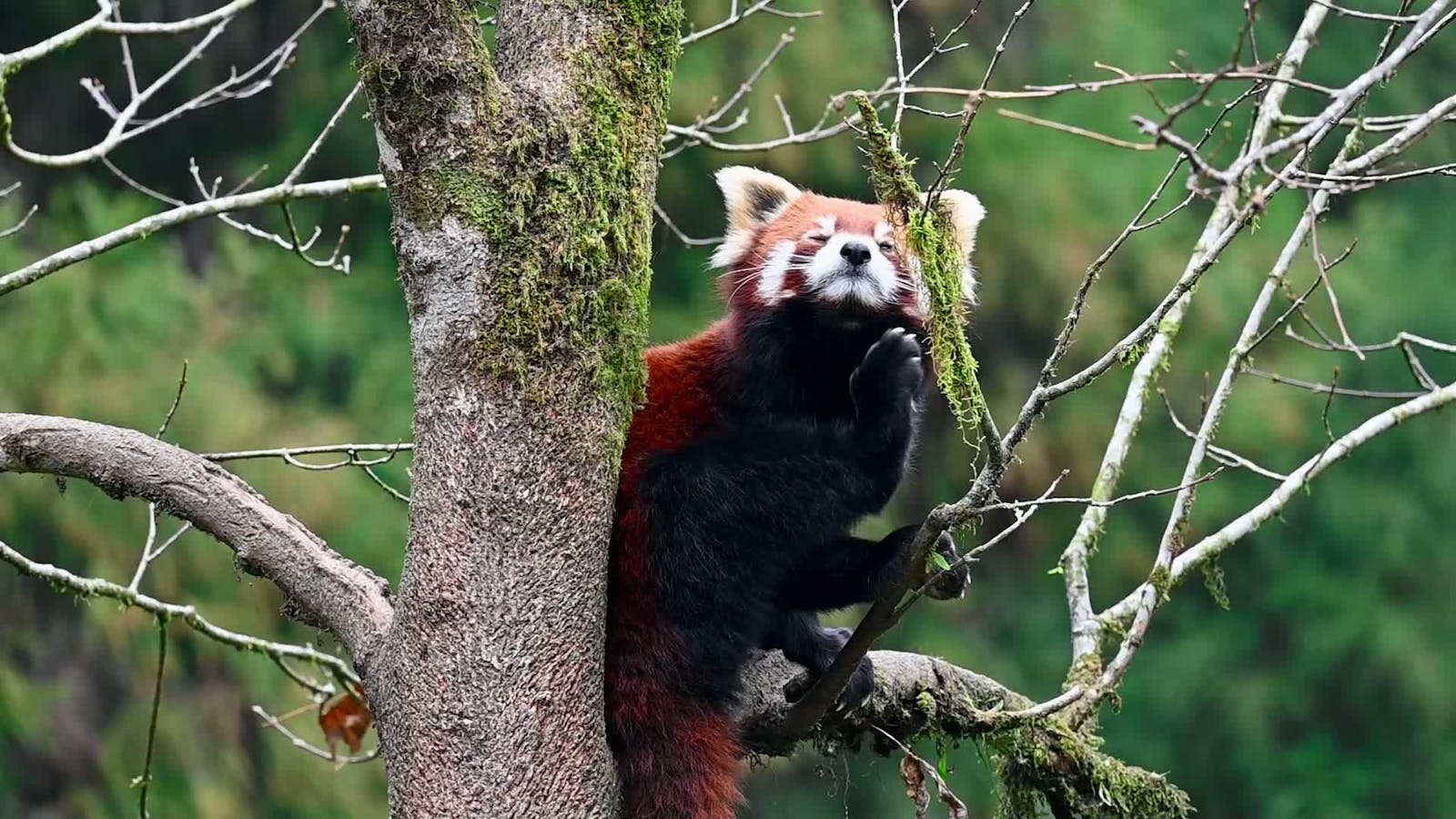 Red Panda Videos, Download The BEST Free 4k Stock Video Footage & Red ...