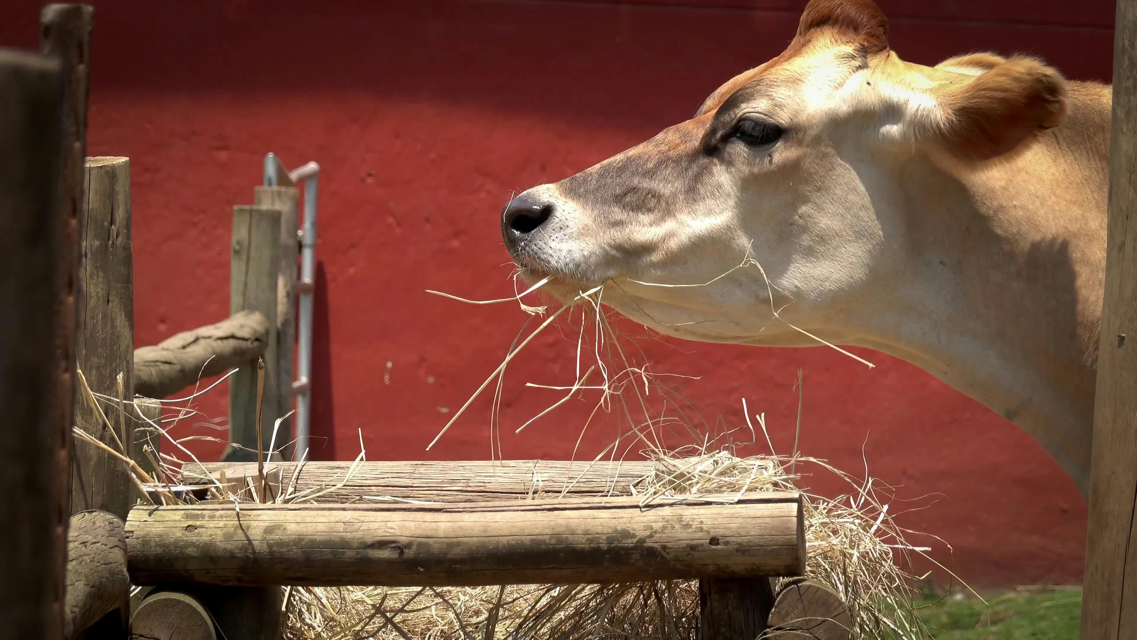 Cow 4b454c Videos, Download The BEST Free 4k Stock Video Footage & Cow ...