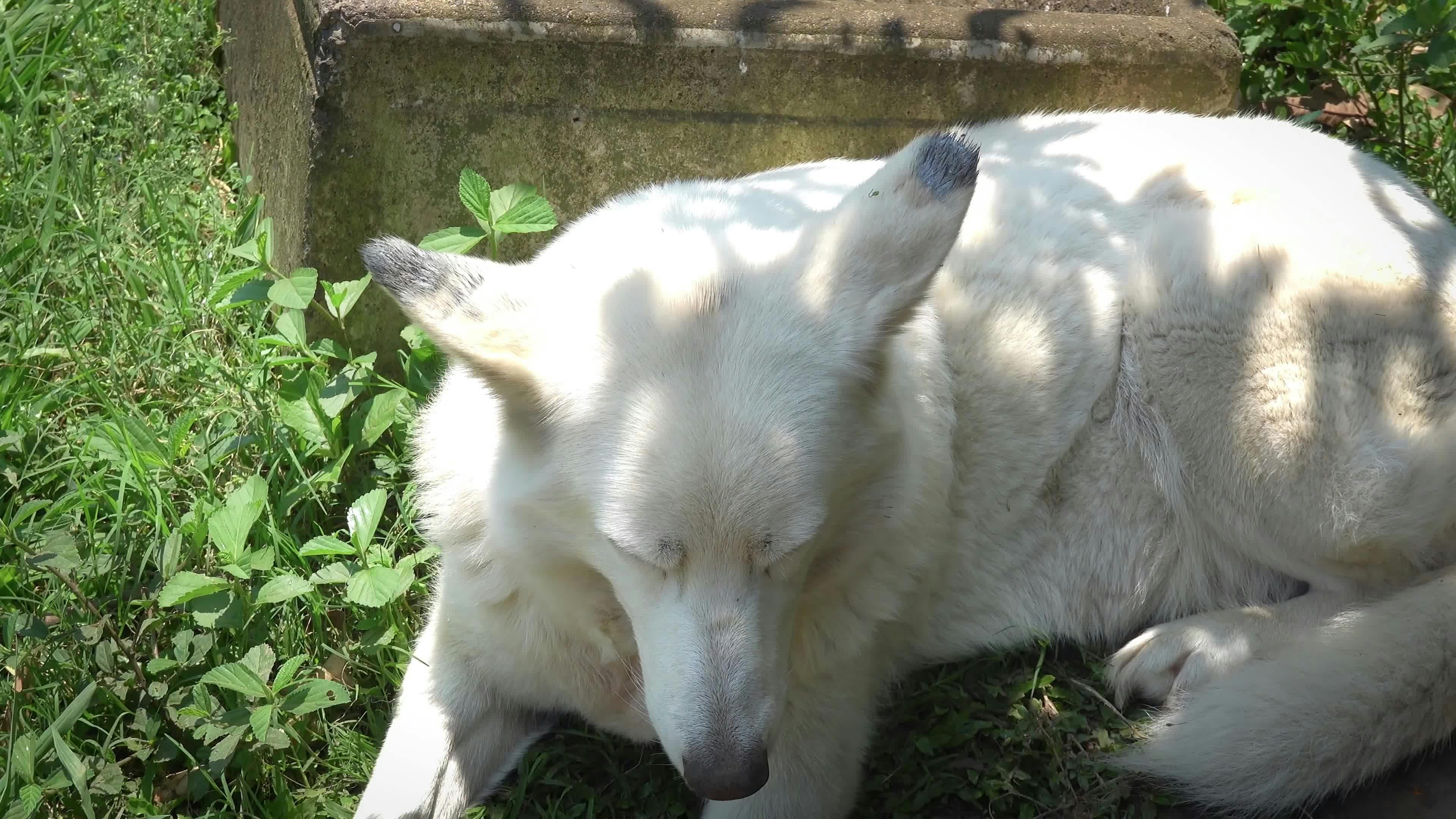 Vídeos de stock gratuitos sobre al aire libre, alfa, animal, animal ...
