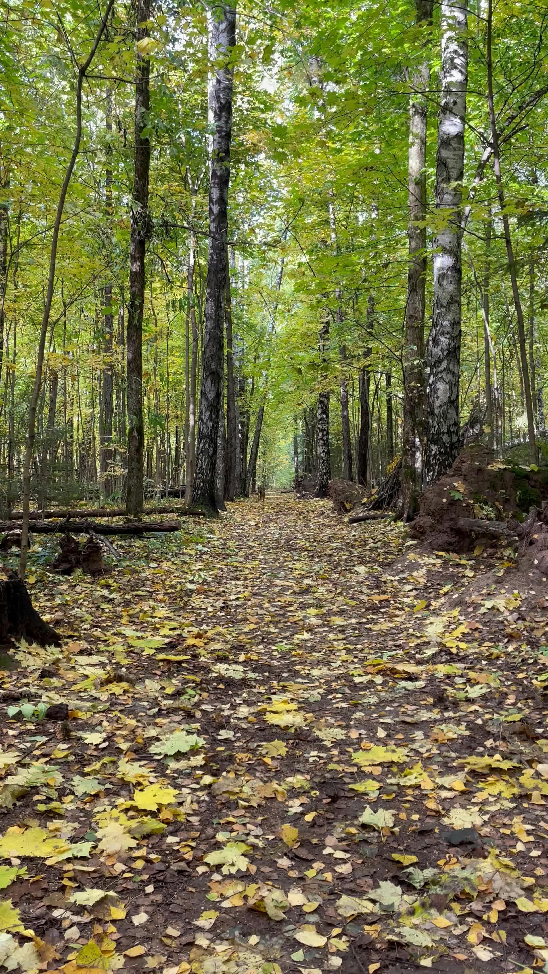 Autumn Forest Walk on Leaf-Covered Pathway Free Stock Video Footage ...
