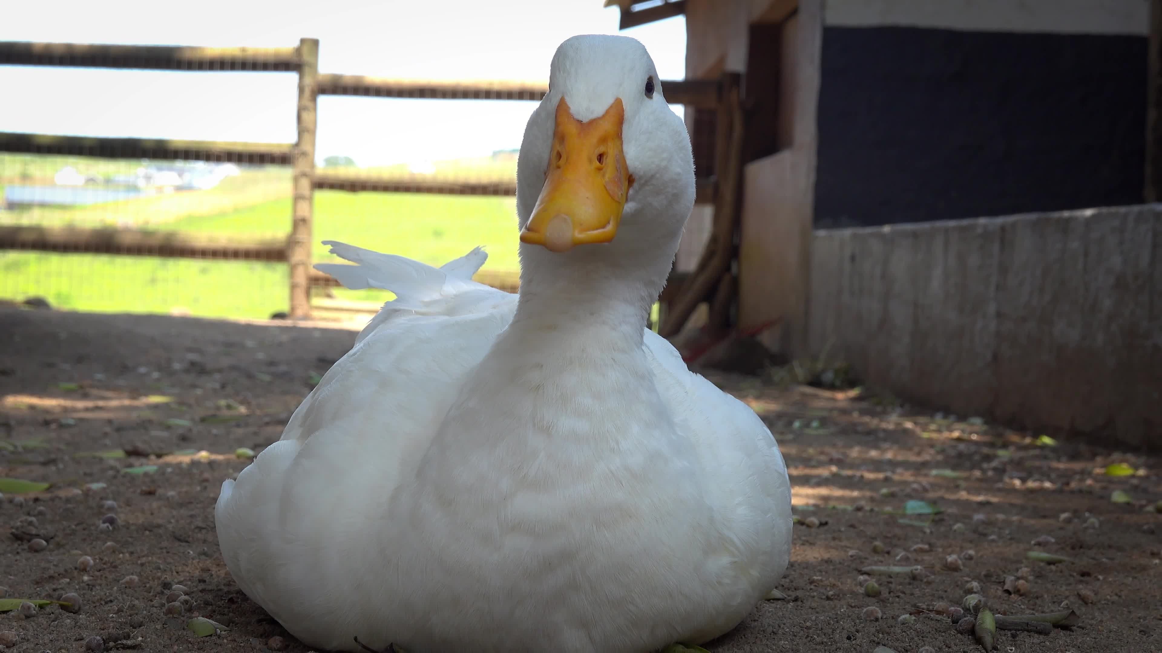 Relaxing Farmyard Duck Sunbathing Outdoors Free Stock Video Footage ...