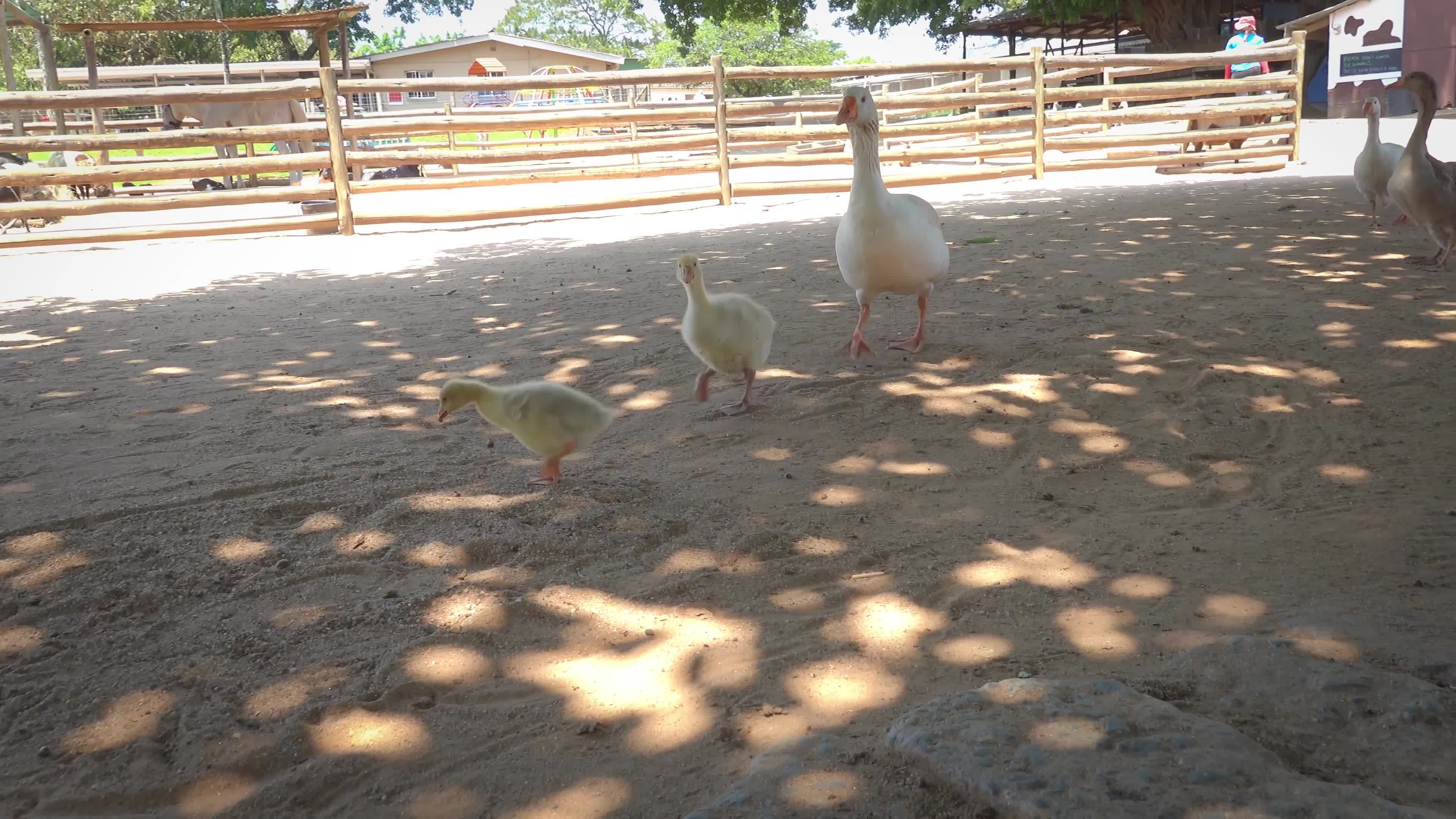 Adorables Patitos En Un Soleado Paseo Por El Patio De La Granja · Vídeo ...